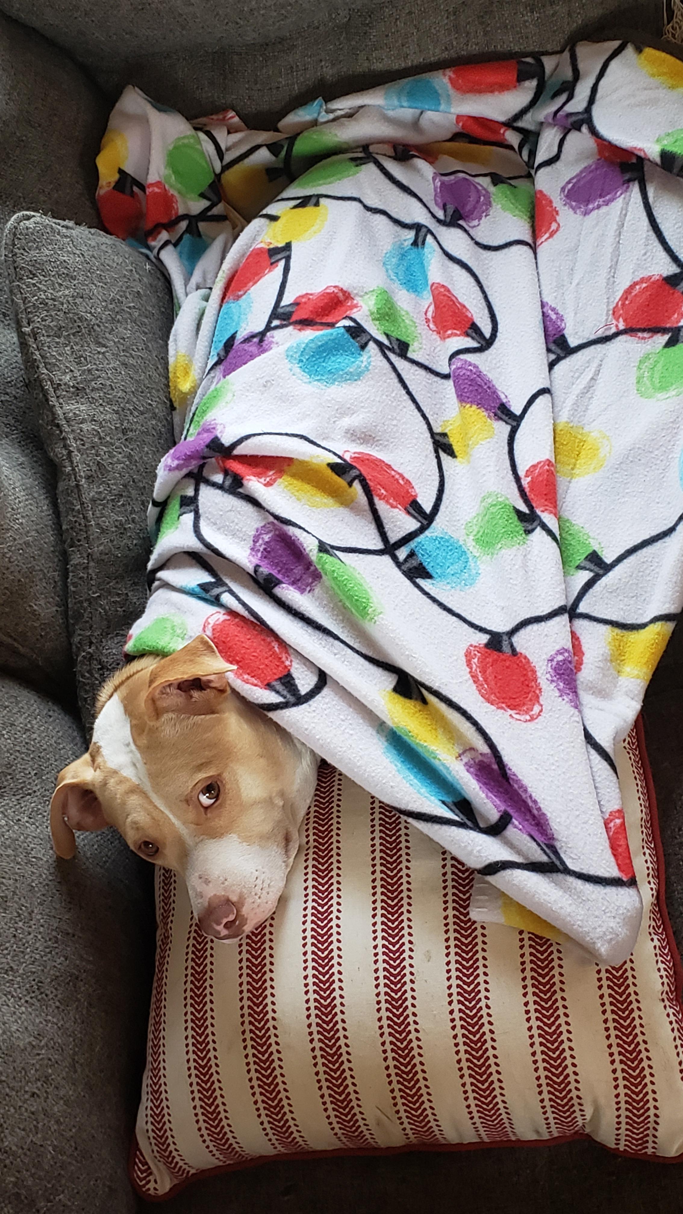 All ready for the lazy Christmas festivities! | Scrolller