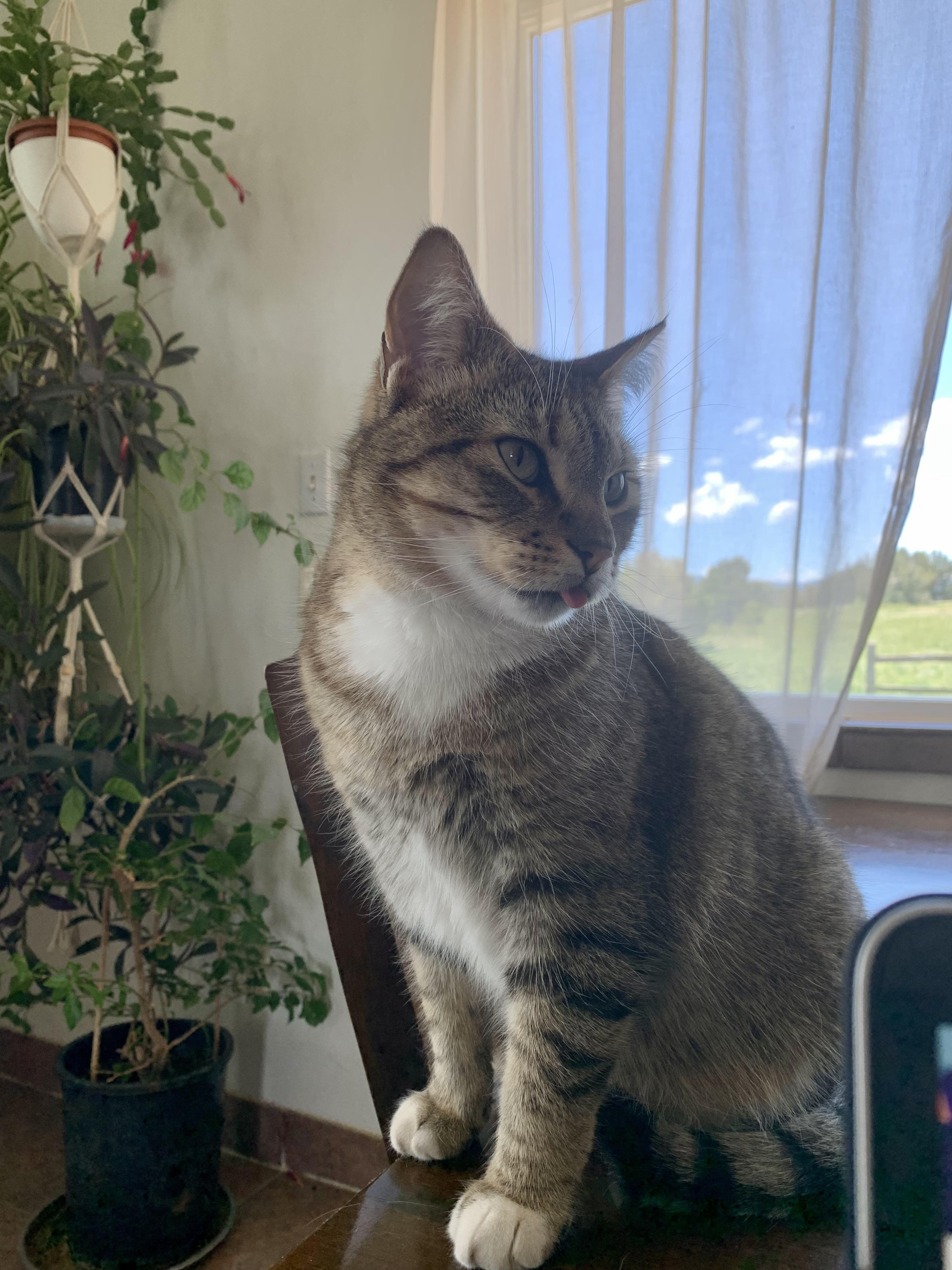 Alley cat turned inside cat | Scrolller