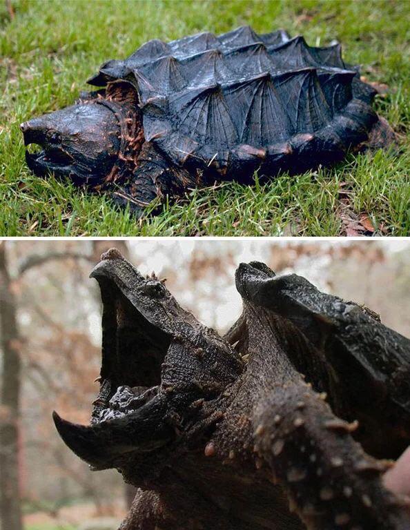Alligator snapping turtle | Scrolller