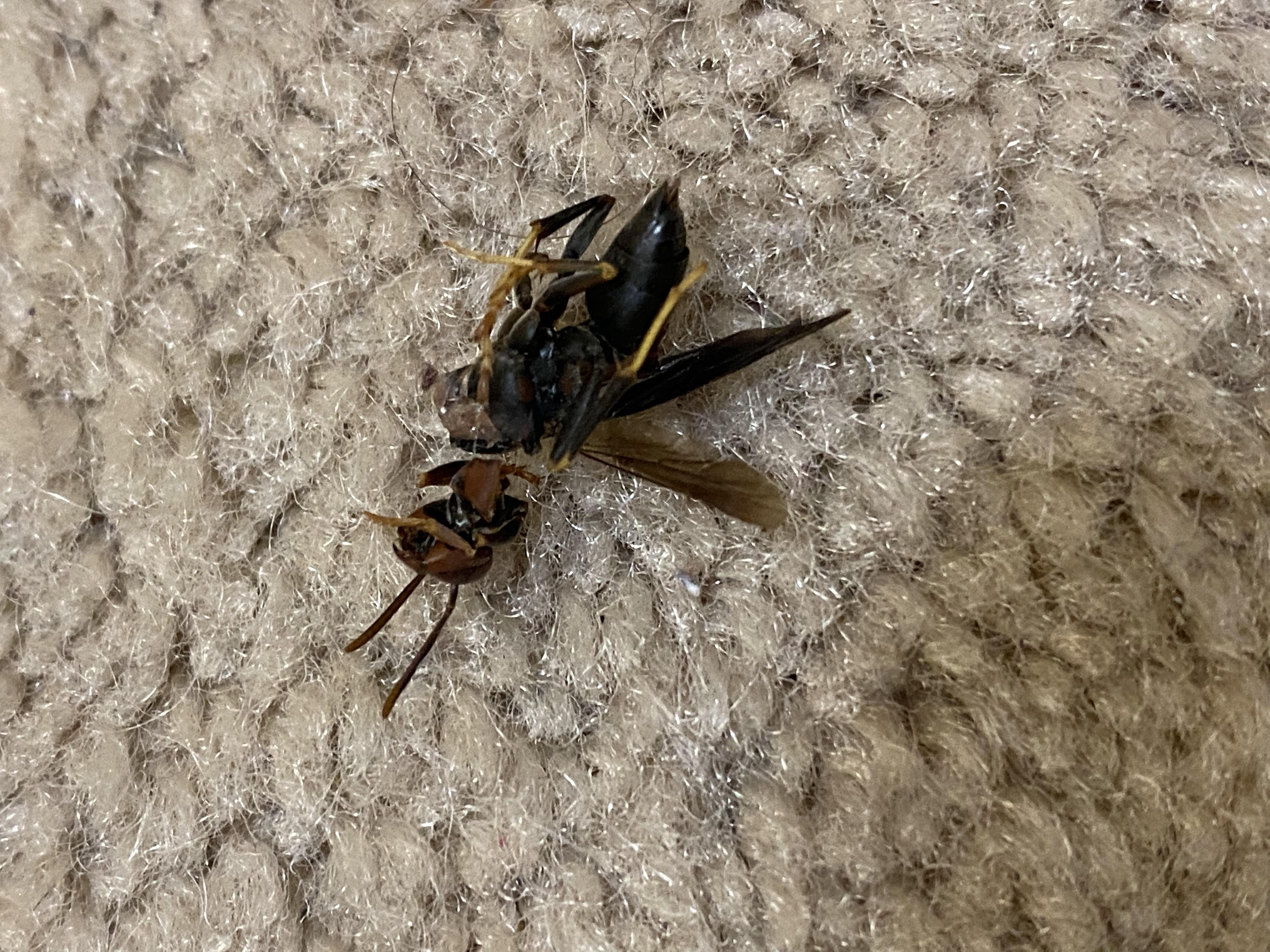 Almost stepped on this fucker with bare feet. Trapped it and then beheaded it with a boot ...