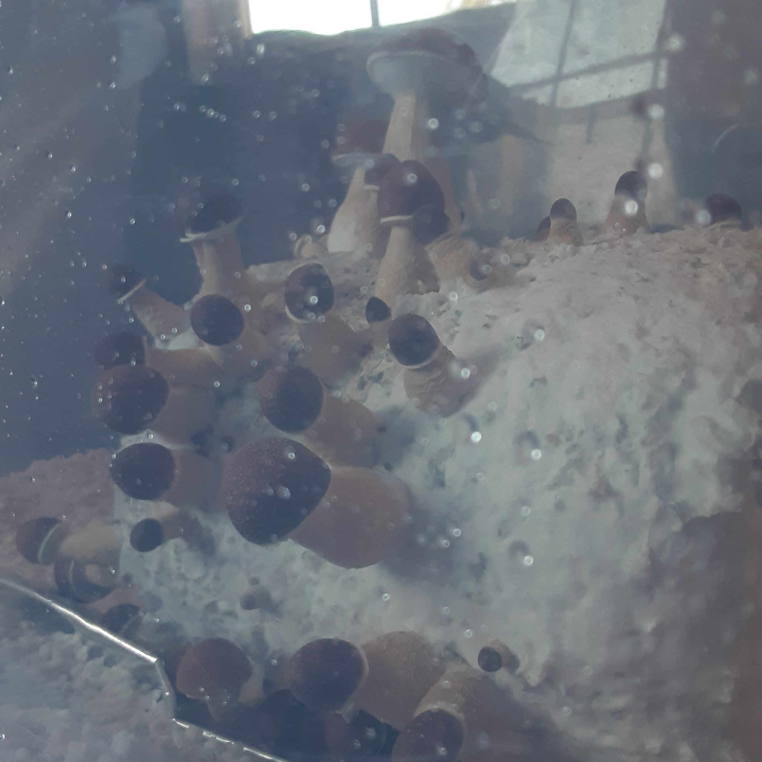 Almost there on my first grow😁 cant wait. And thanks to everyone here for the tips and advice 👍👍 ...