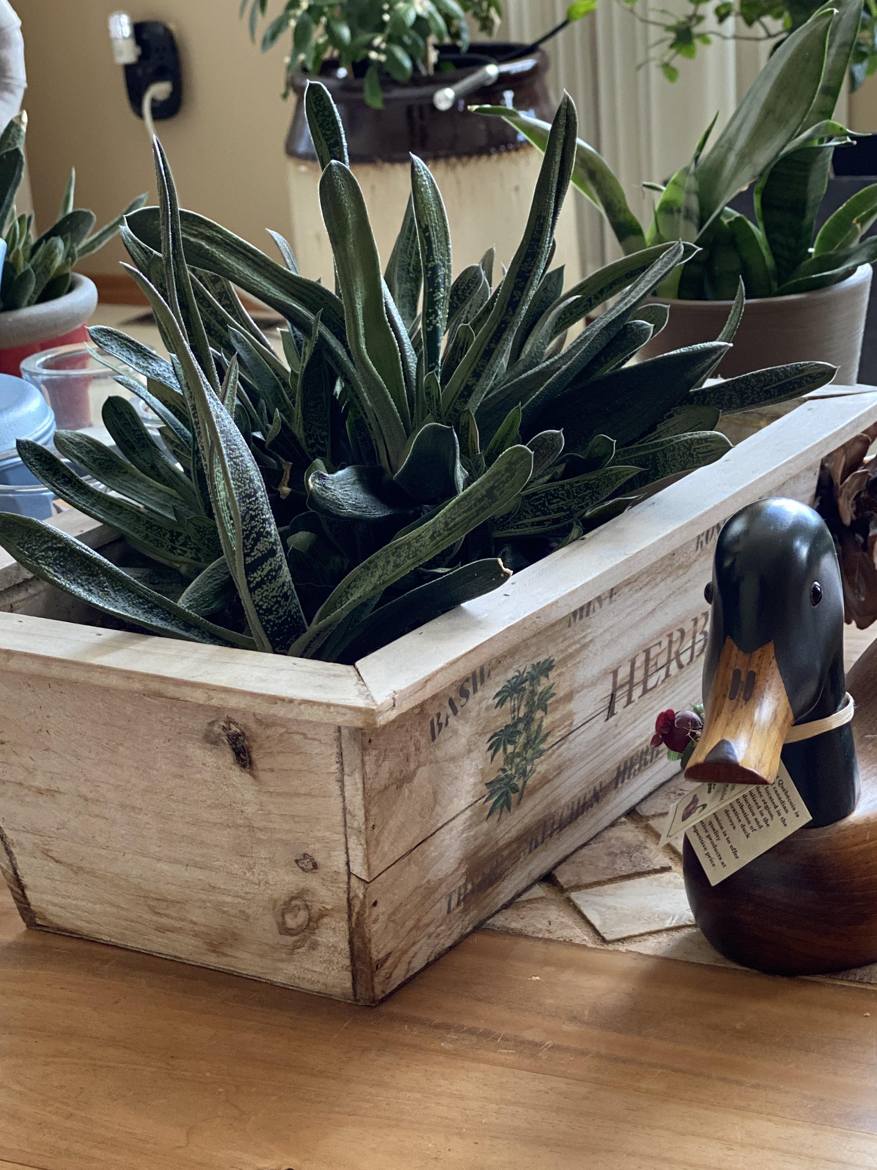 Aloe there..... | Scrolller