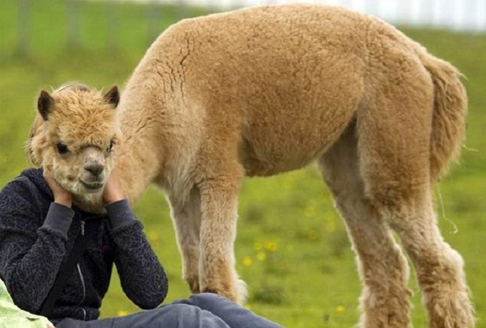 Alpaca | Scrolller