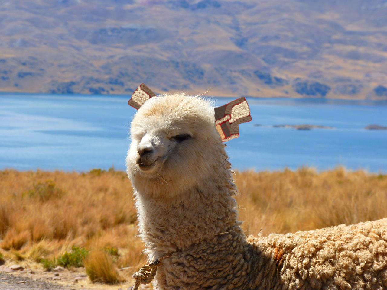 Alpaca mit Sesselohren | Scrolller