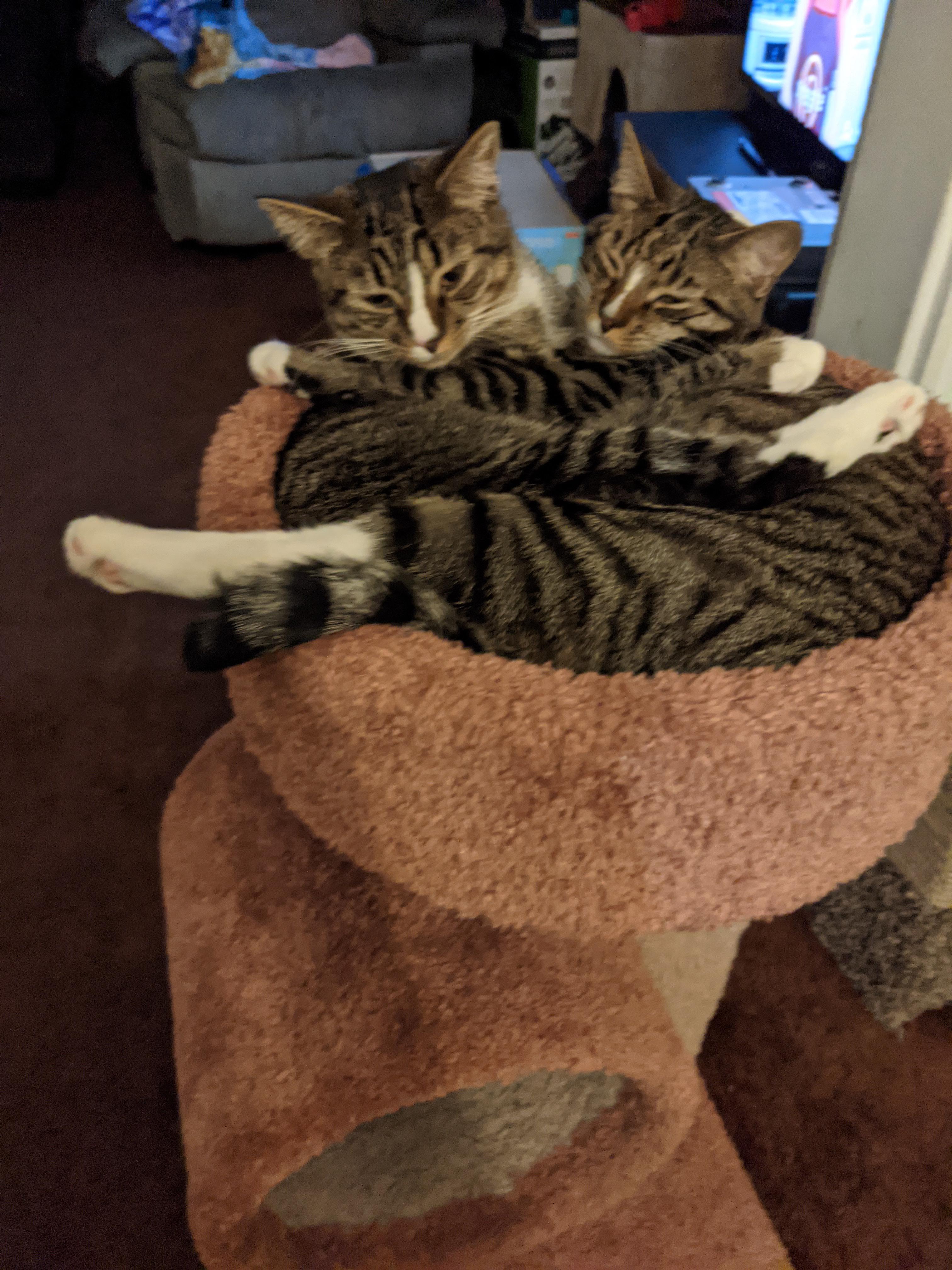 Always cuddling 🥺 | Scrolller