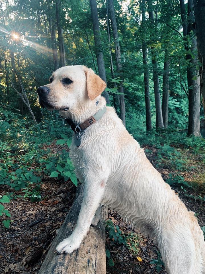 Always On Alert Nellie, 12 month old Lab, scans the forest for something to chase. | Scrolller