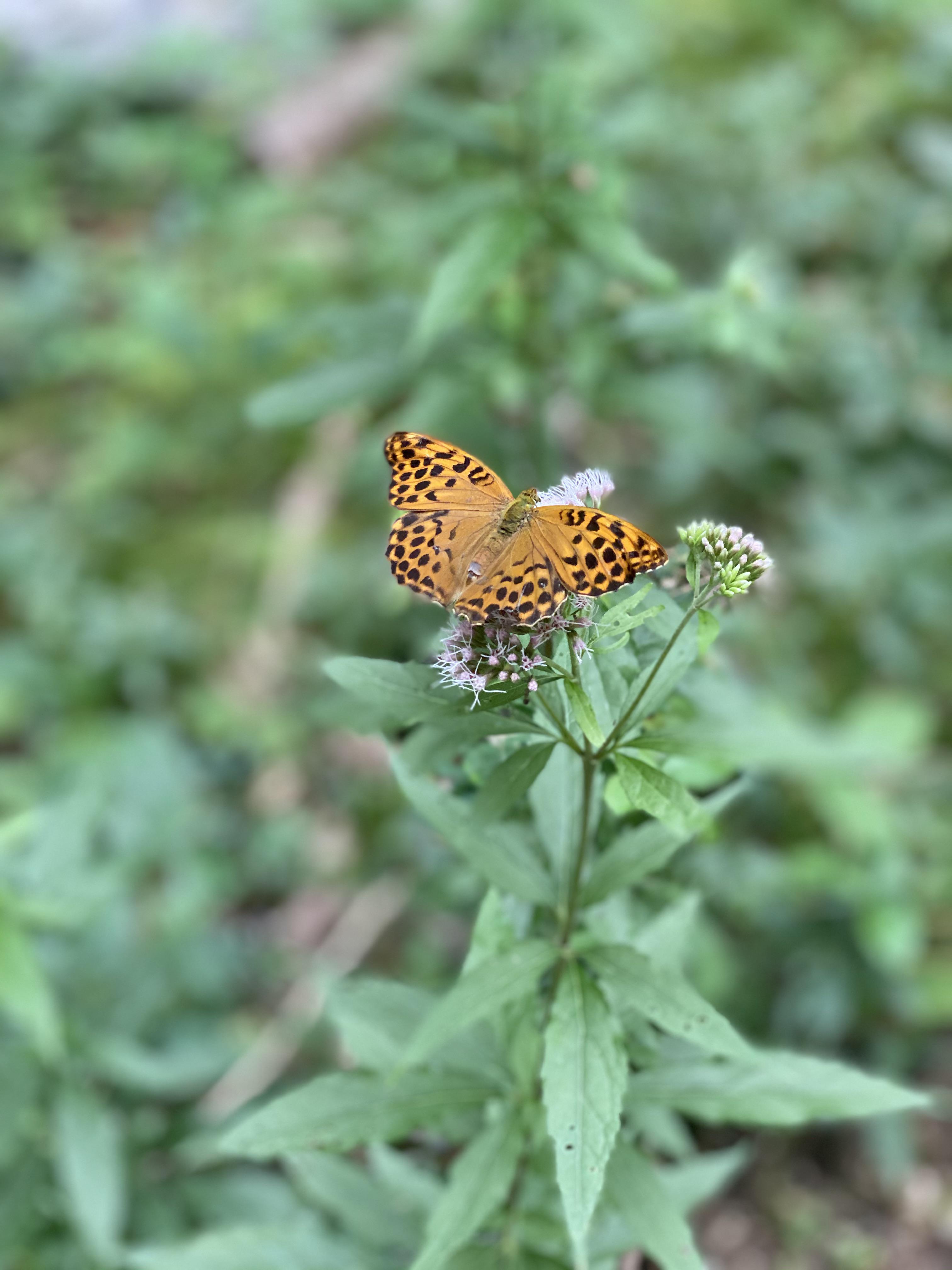 Amazing portrait mode | Scrolller