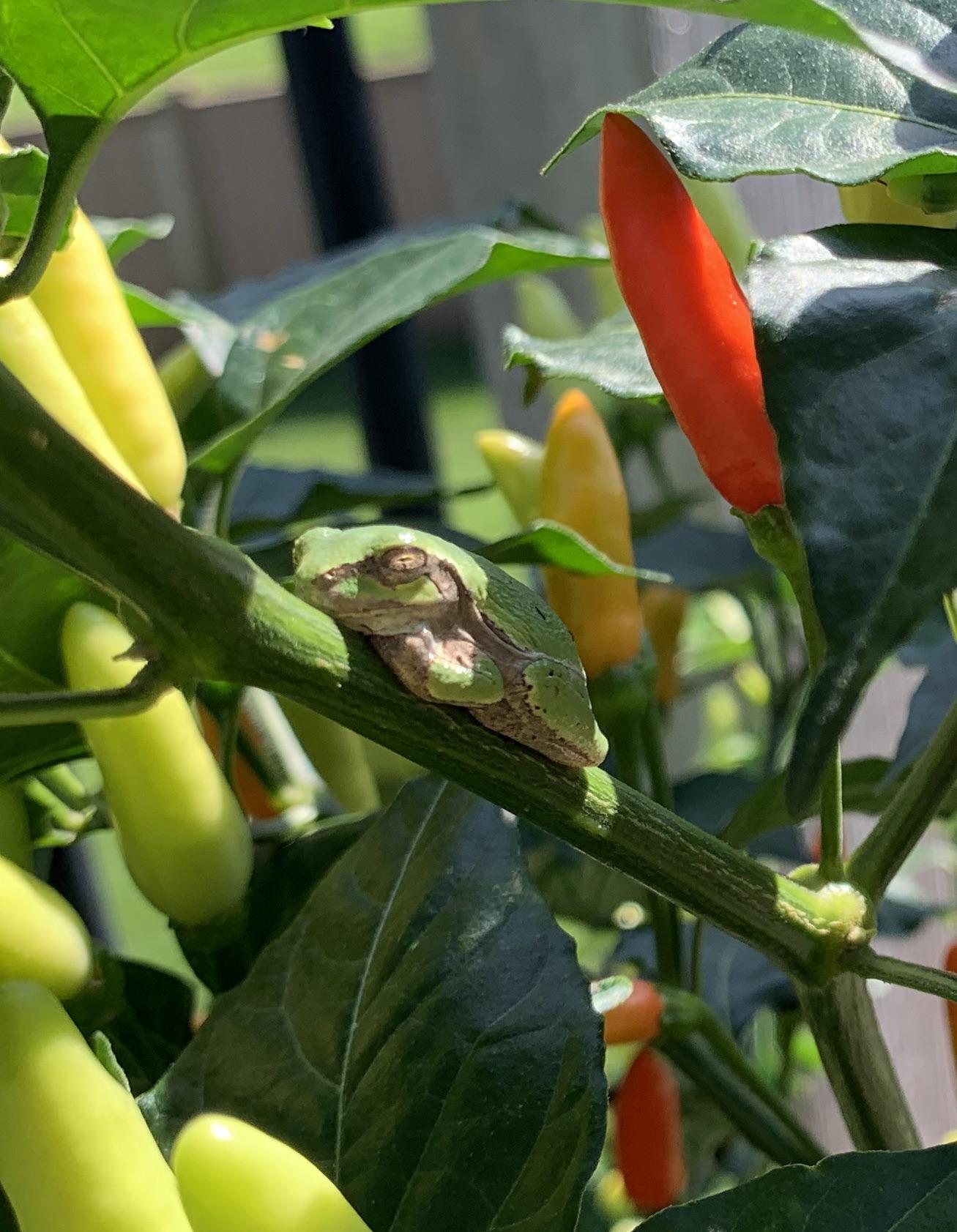 Amphibian protecting the Tabasco. | Scrolller