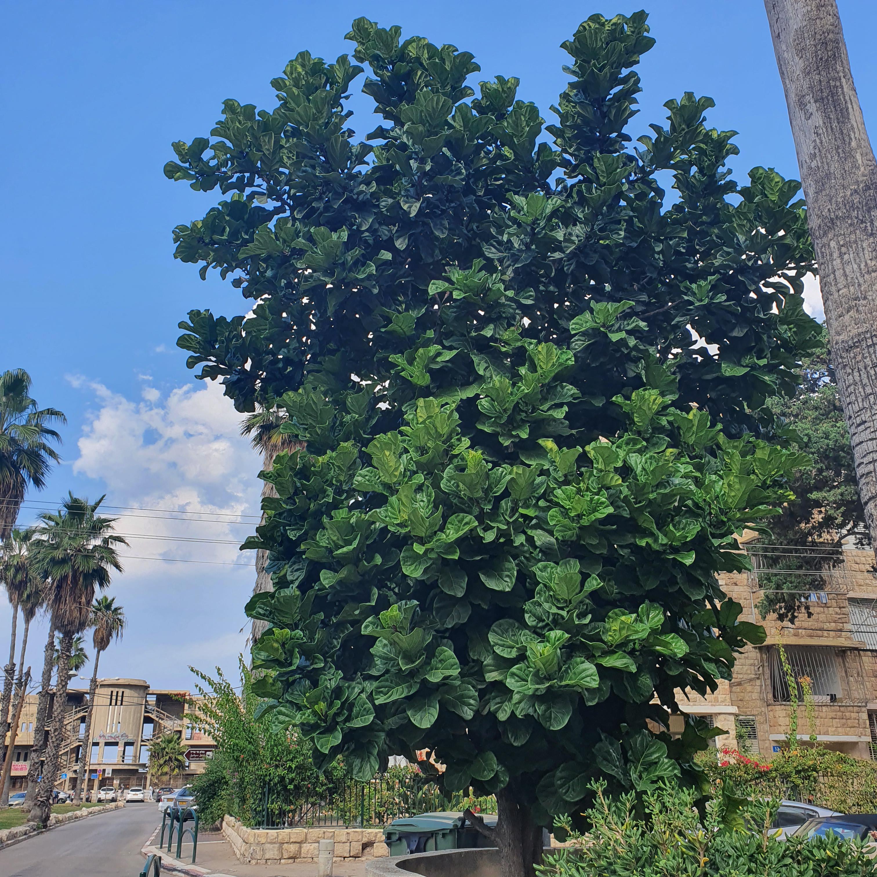 An absolute fiddle leaf fig unit | Scrolller
