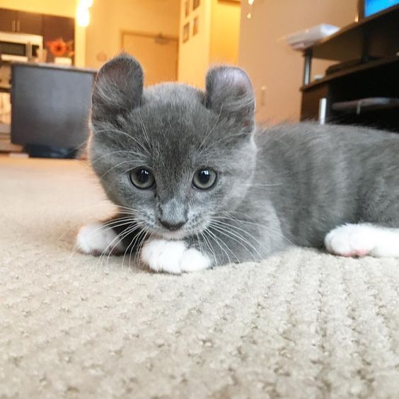 An Adorable Little Ball Of Fluff | Scrolller