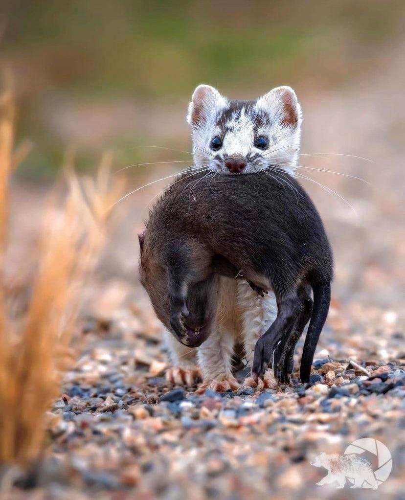 An adorable Long-tailed Weasel carrying a dead muskrat back to her den to feed her kits | Scrolller