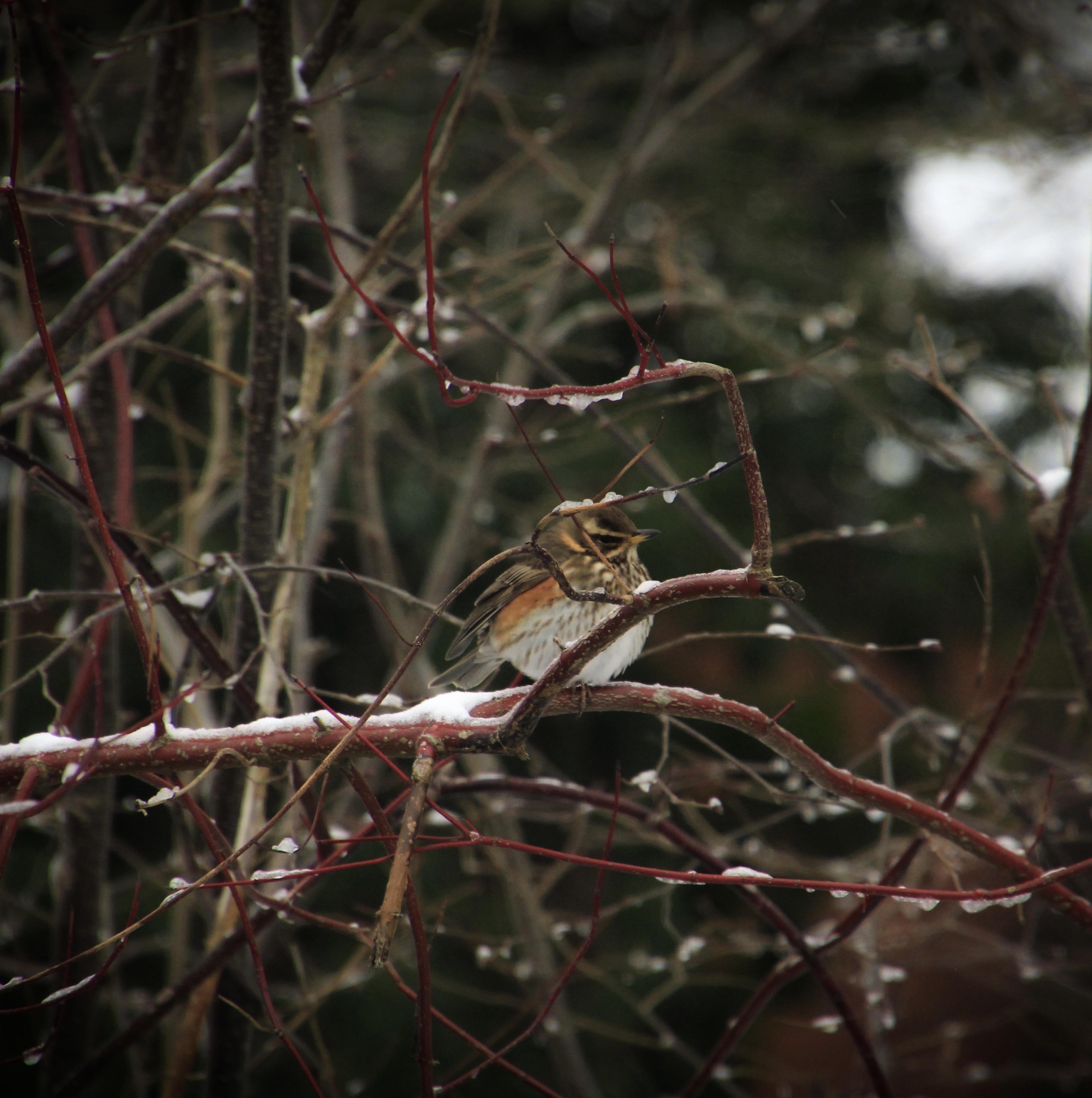 An angry-looking borb (redwing) spotted in the garden. | Scrolller