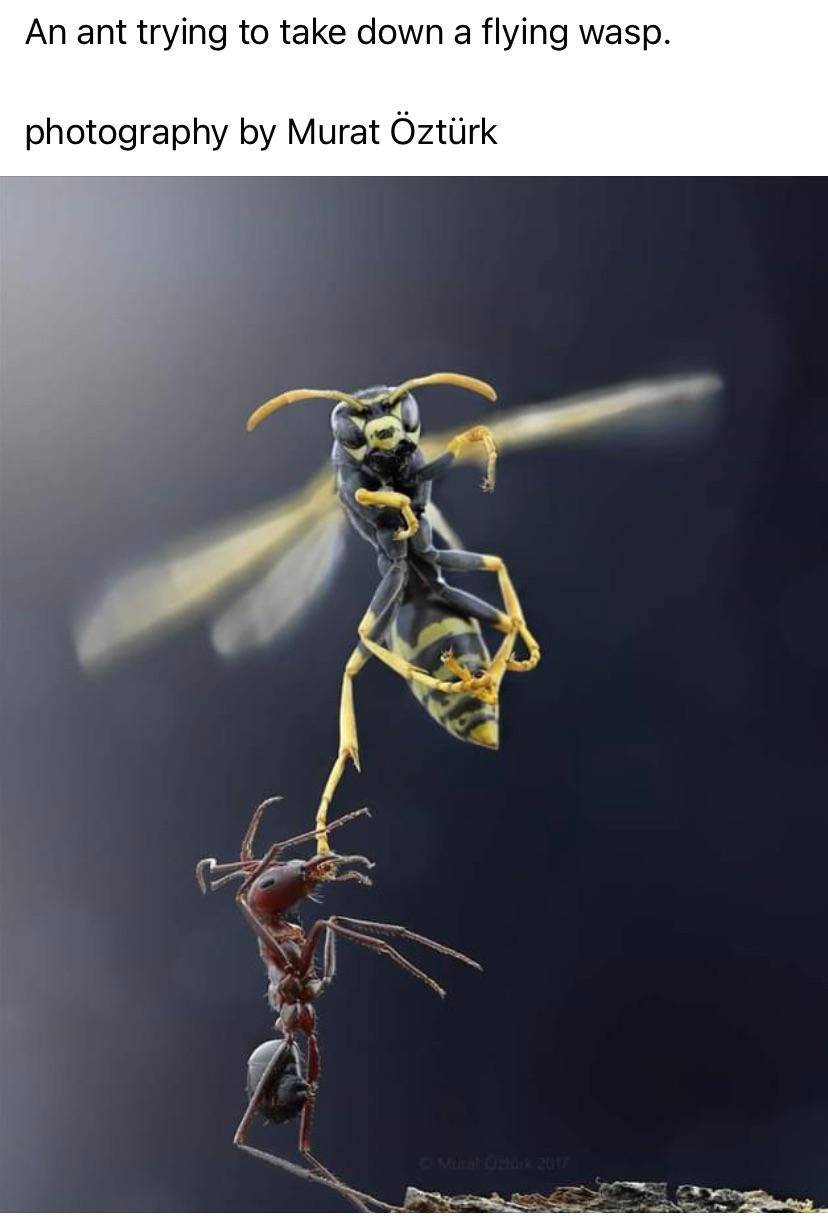 An ant trying to take down a wasp | Scrolller