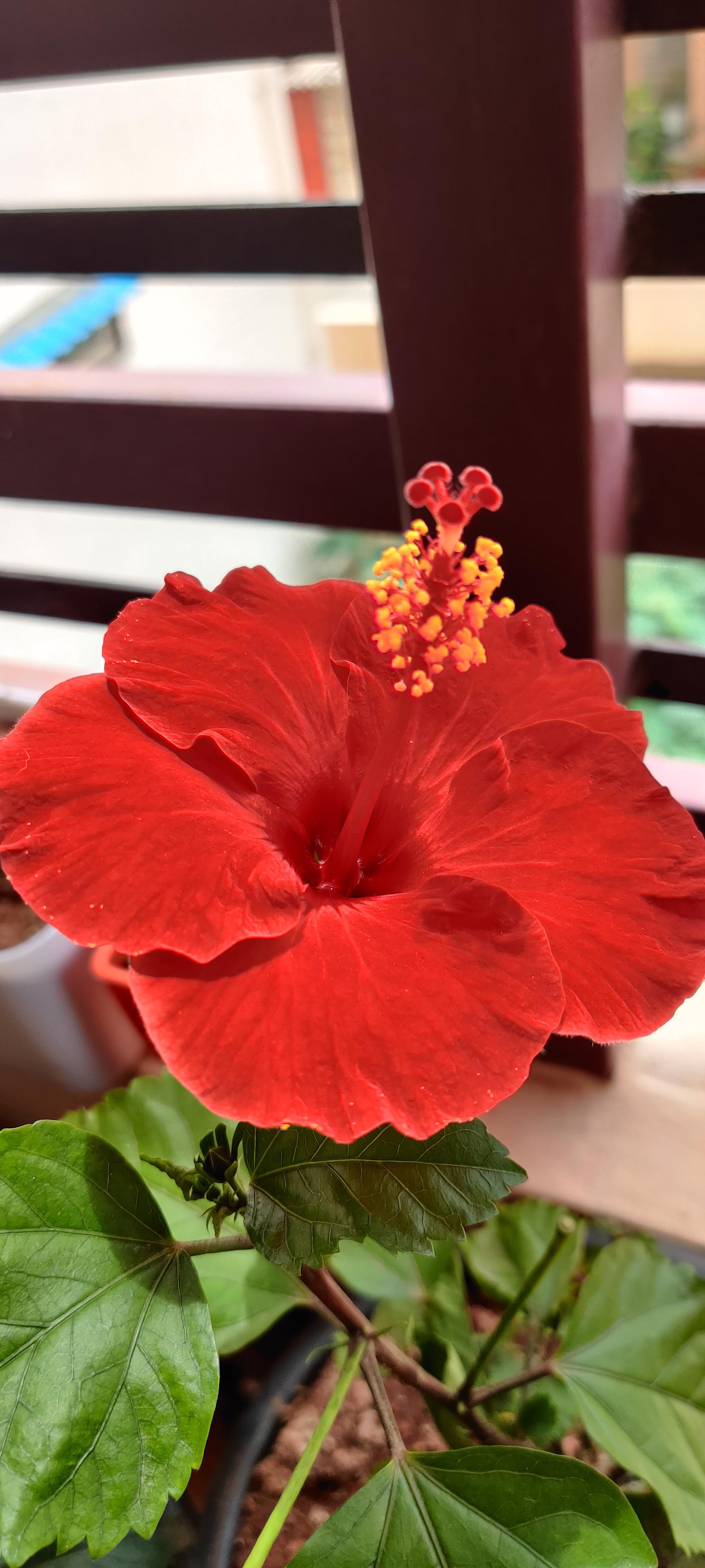 An intense hibiscus. | Scrolller