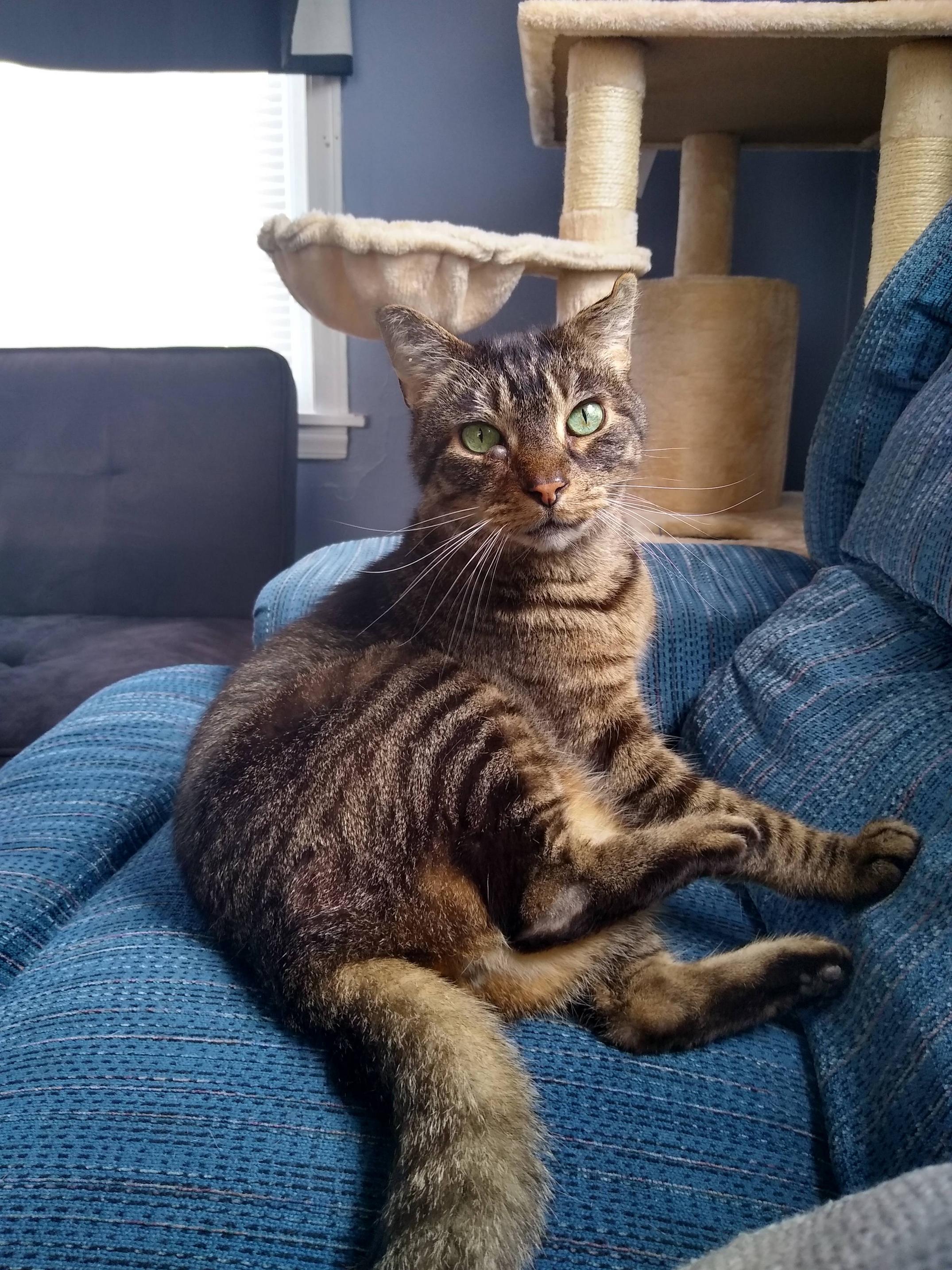 Andrew, my incredibly handsome standard issue cat | Scrolller