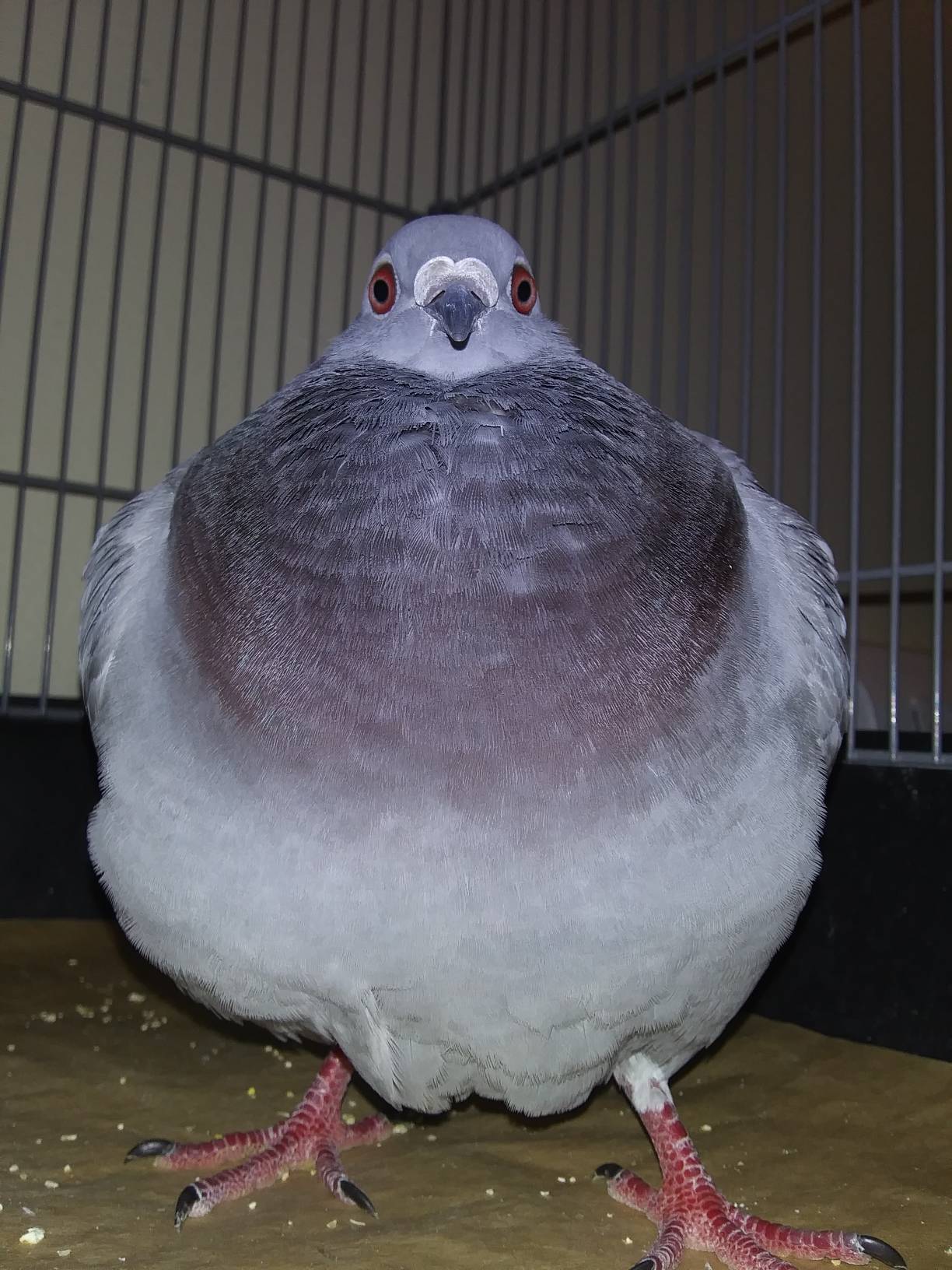 Angry borb | Scrolller