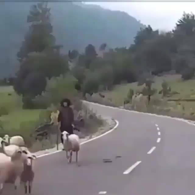 🔥 angry flock of sheep | Scrolller