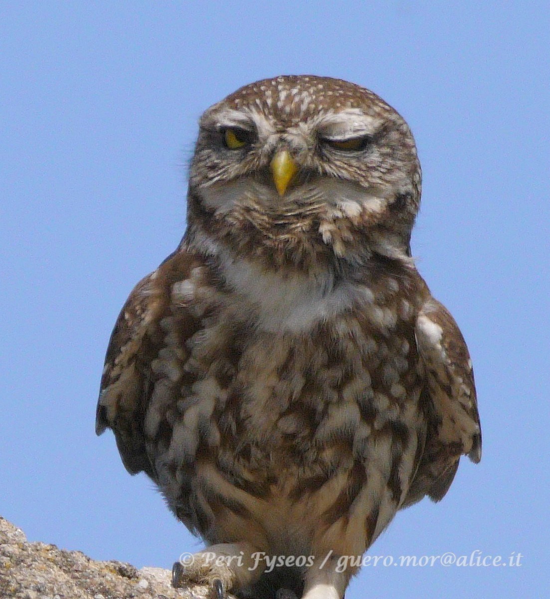 Angry Little Owl | Scrolller