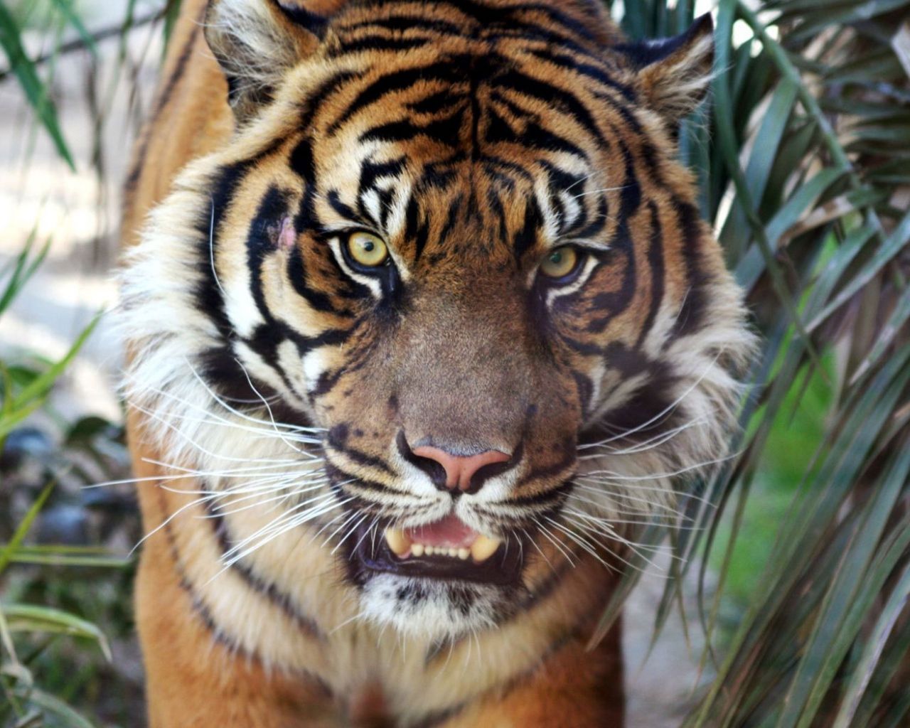 Angry Tiger | Scrolller