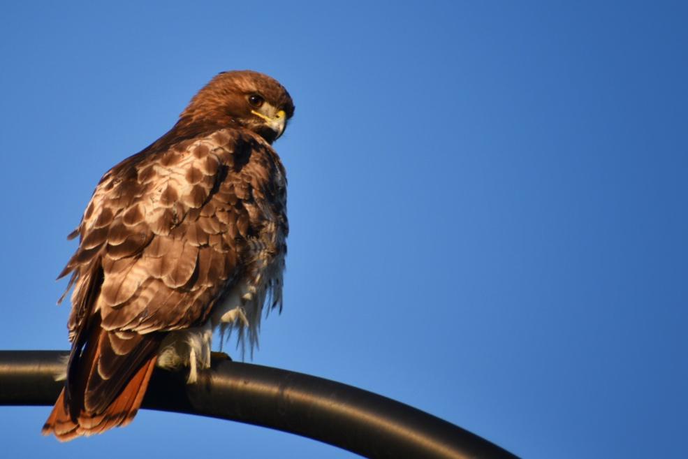 Ann Arbor wildlife #2. Red-tailed Hawk on a lamp post near Pierpont Commons on North Campus ...