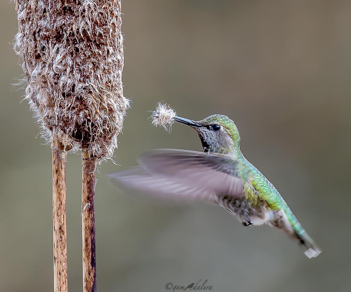 Anna's Hummingbird harvesting cattails for nest. PNW 2/27 | Scrolller