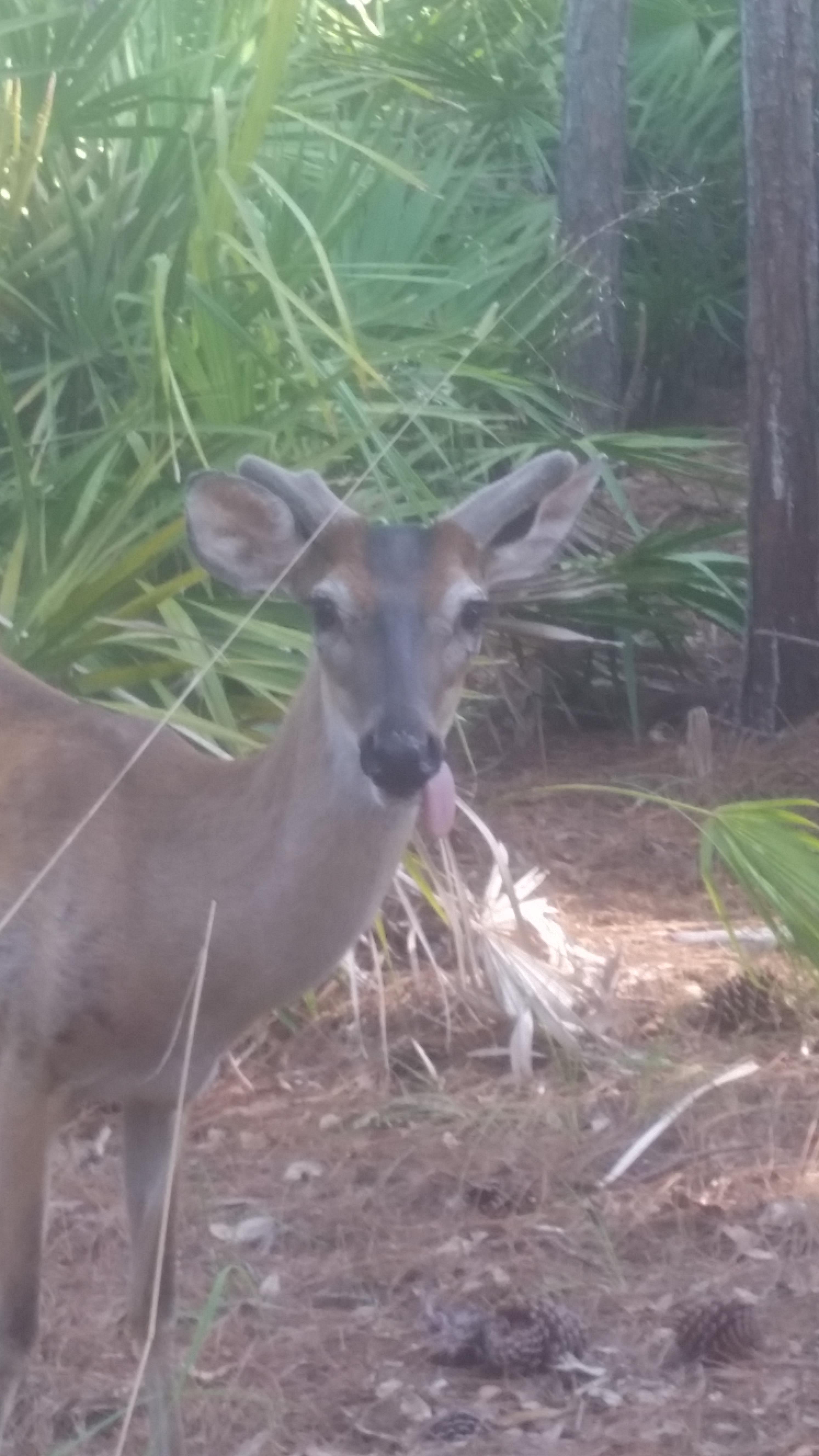 Another deer blup | Scrolller