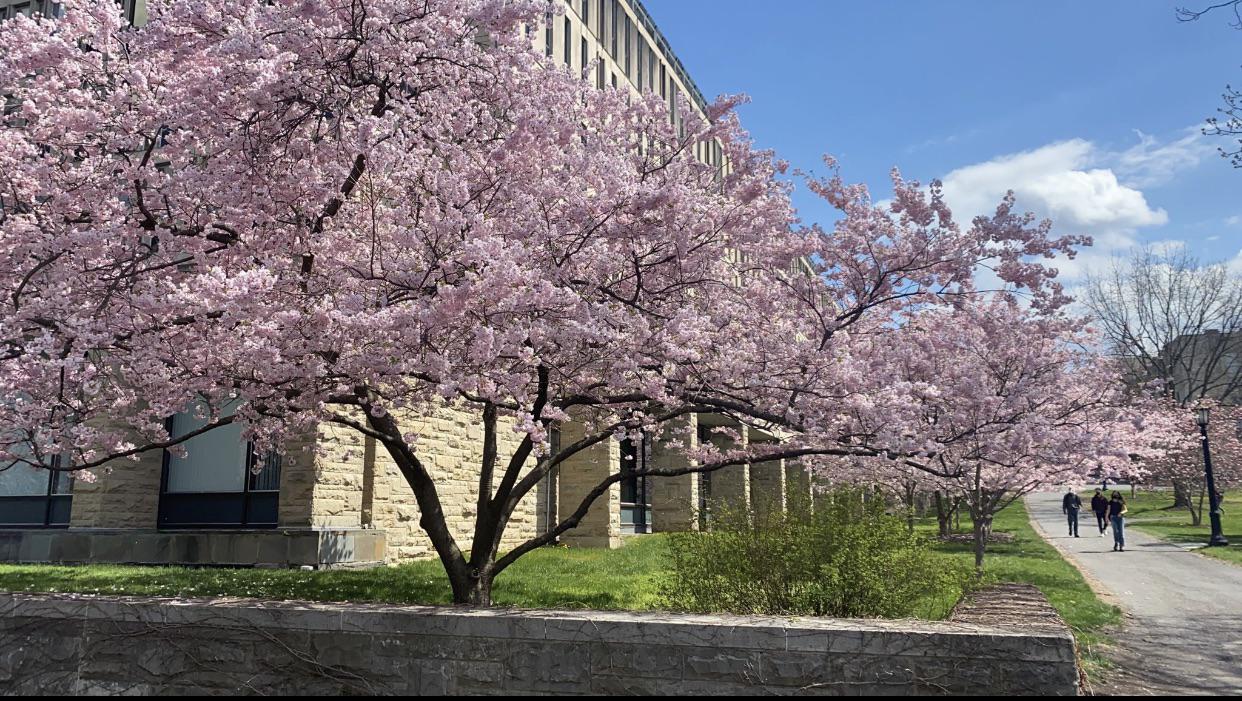 Another great look for Cornell | Scrolller