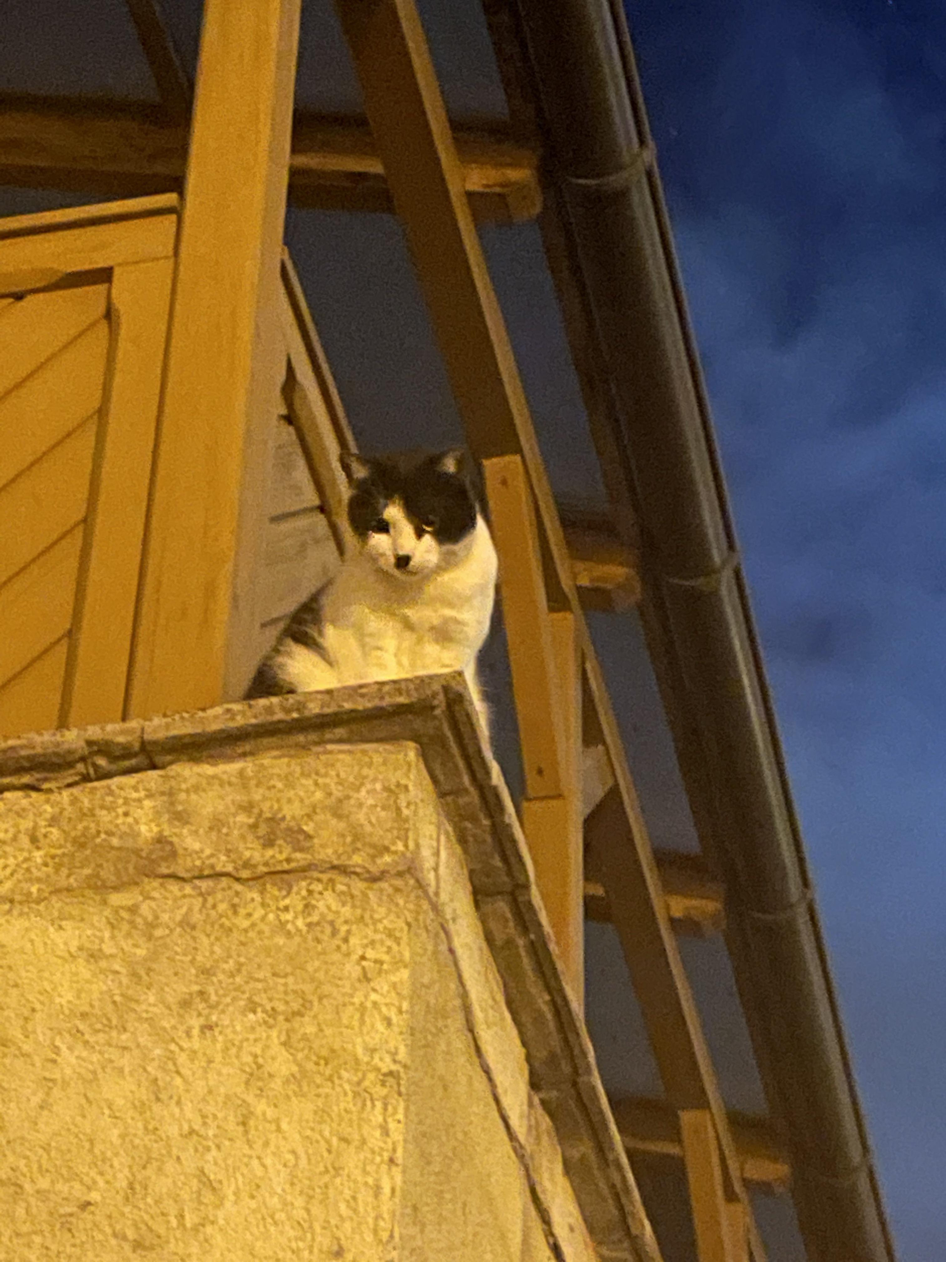 Another Kitler | Scrolller