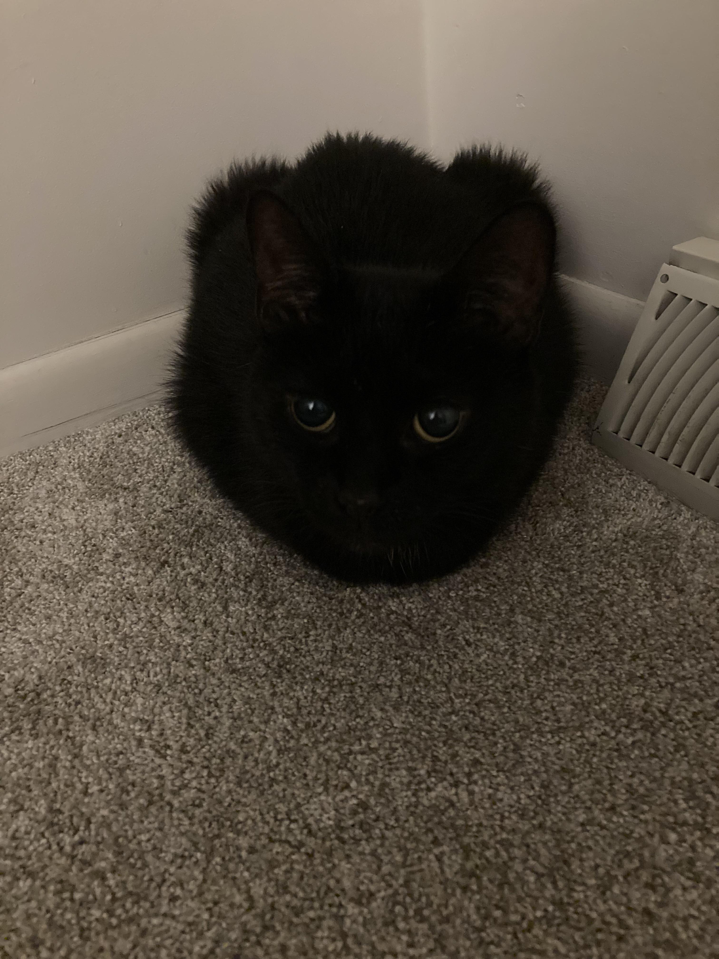 Another void loaf | Scrolller