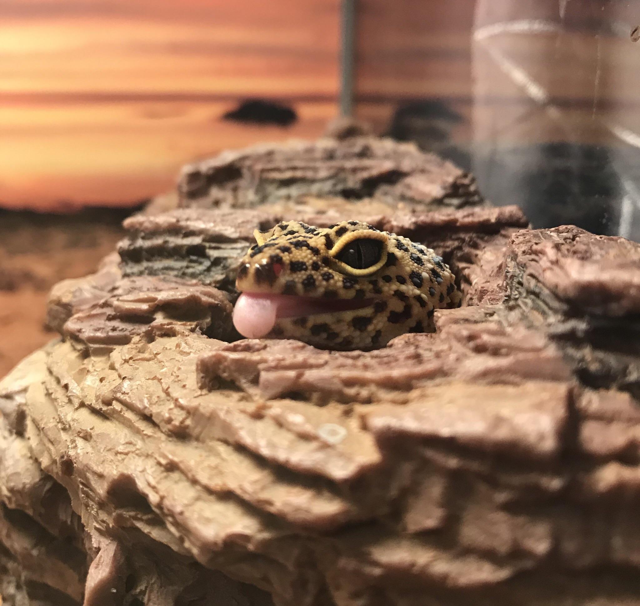Anton the leopard gecko blup | Scrolller