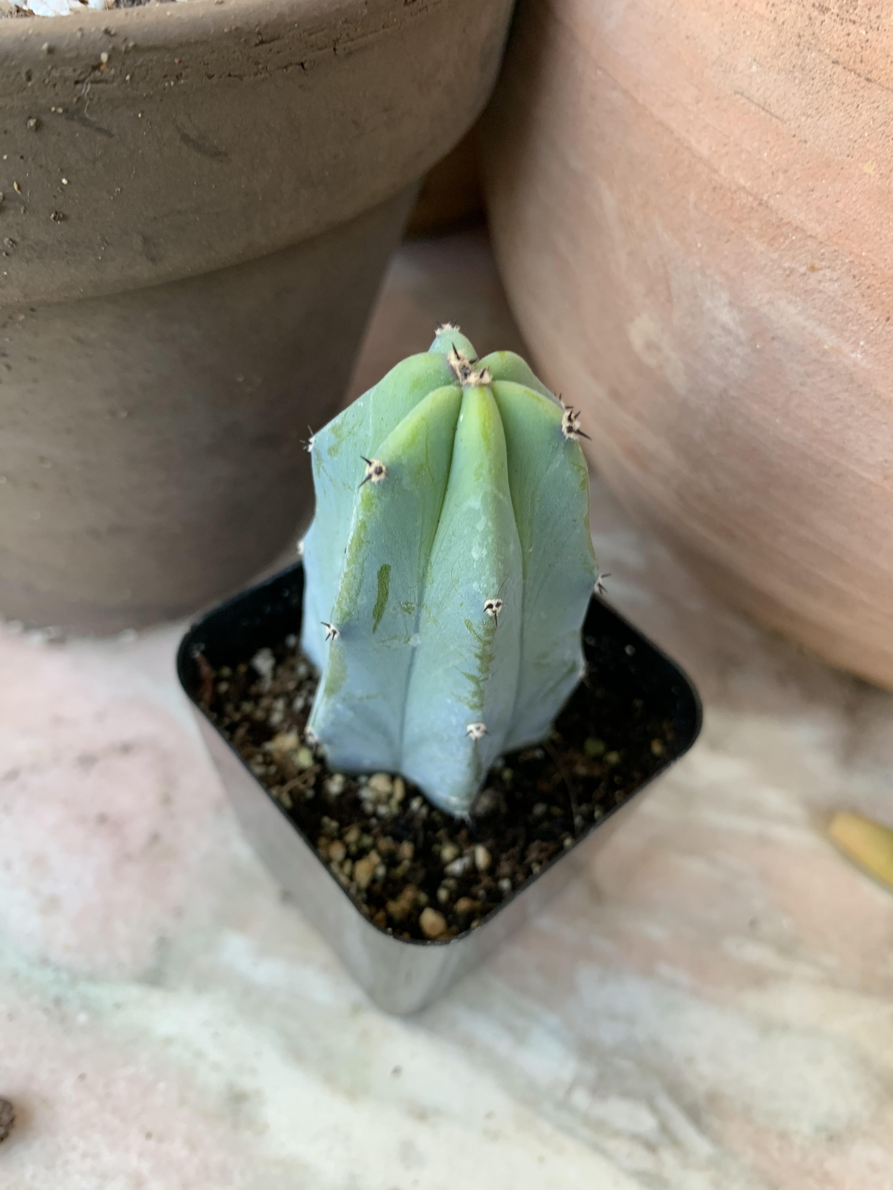 Anyone know what type of cactus this is? | Scrolller