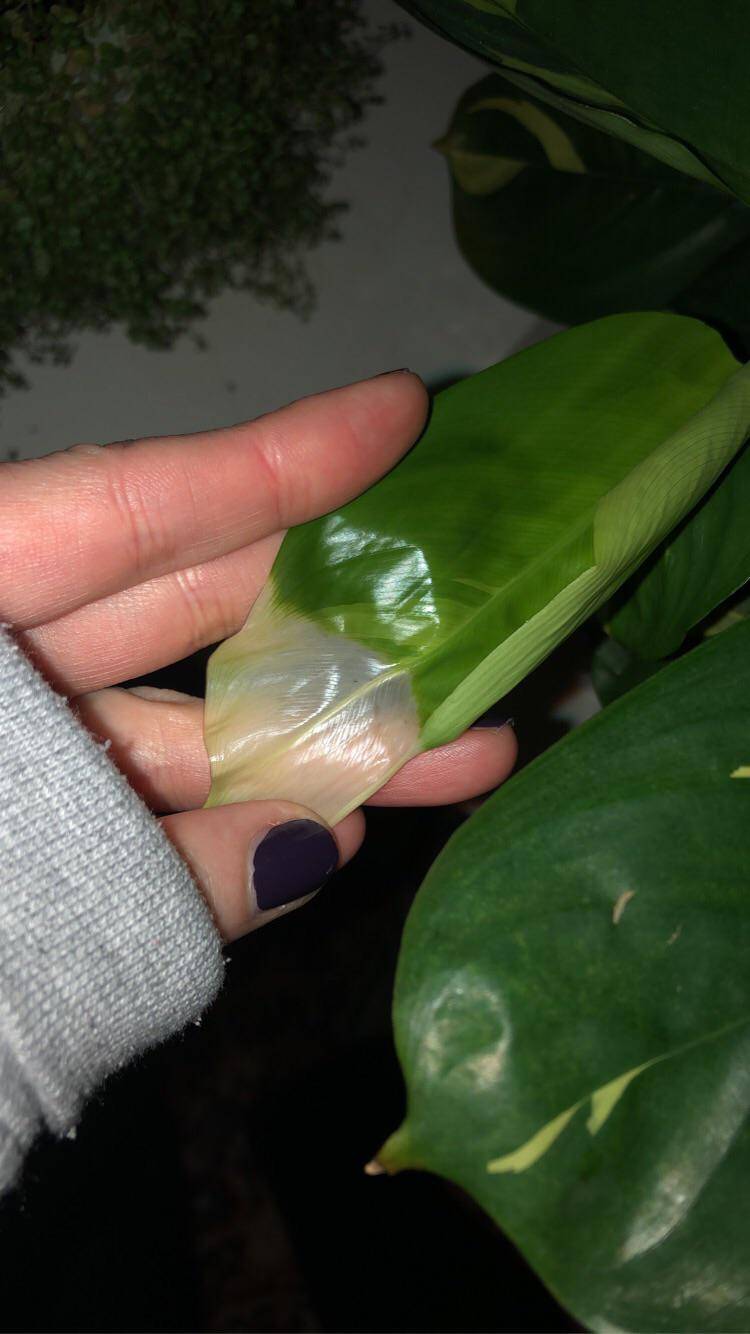 Anyone know why part of this new leaf is coming out clear? Is it like extreme variegation or ...