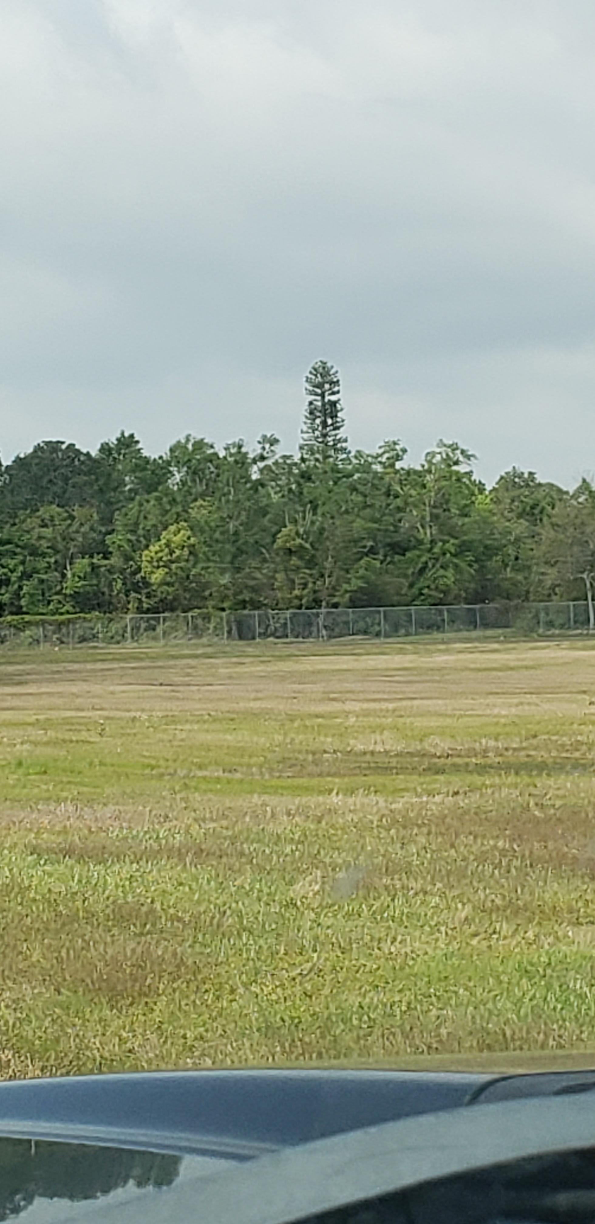 Anyone see a sneaky cell tower? | Scrolller