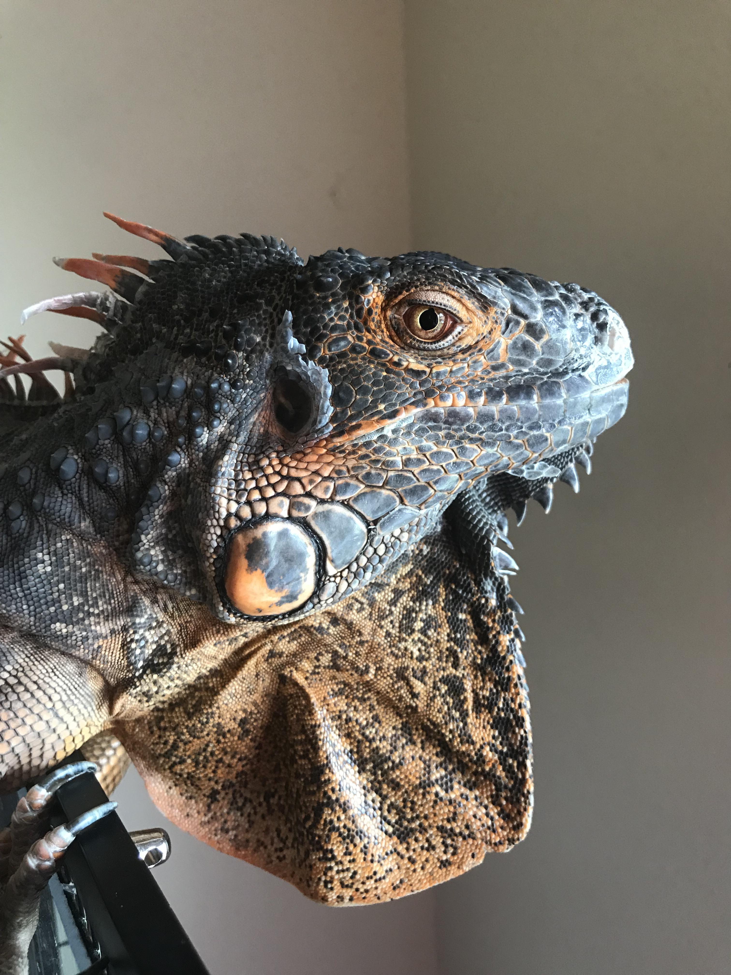 Apollo, the Sun King | Scrolller