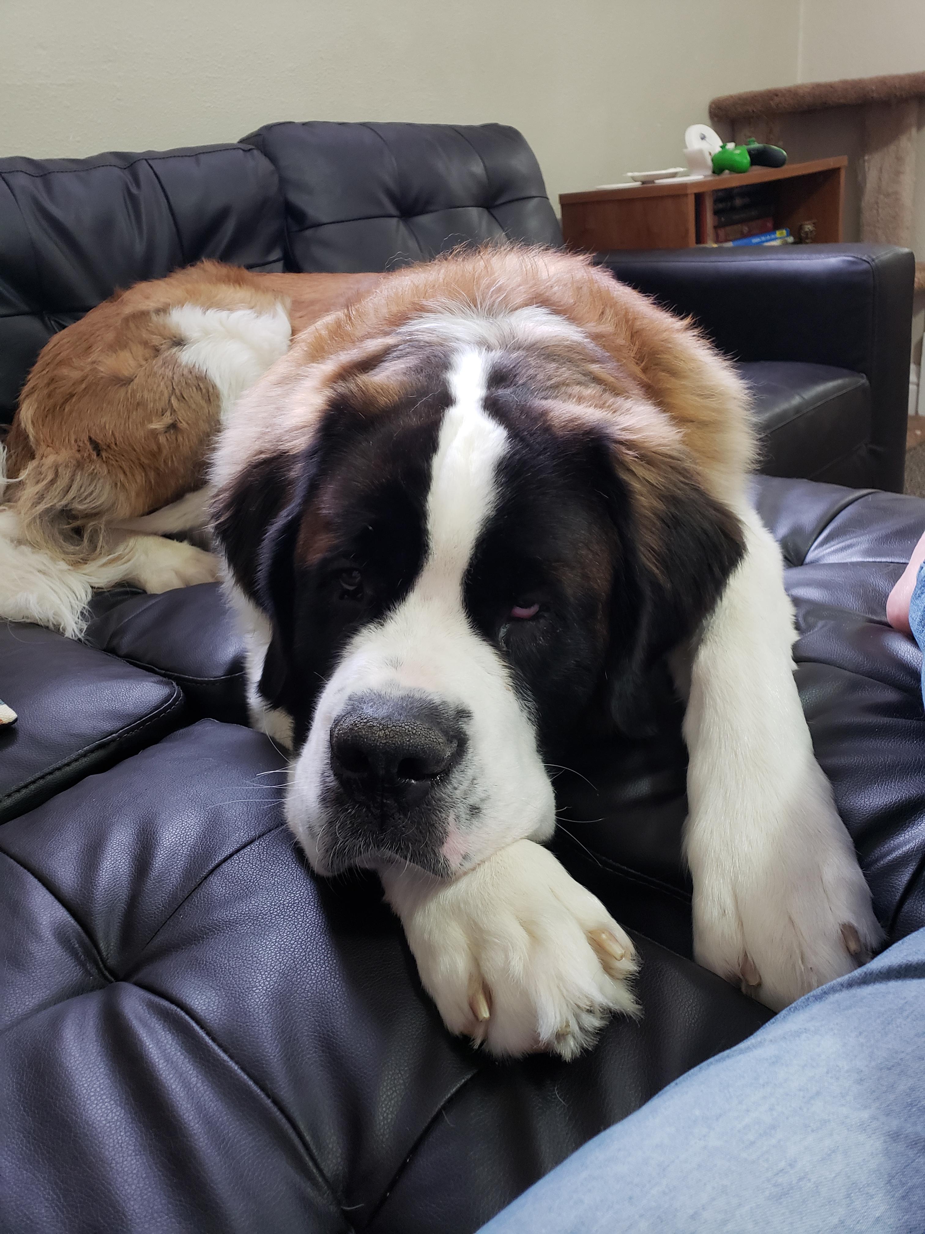 Appa begs for cuddles | Scrolller