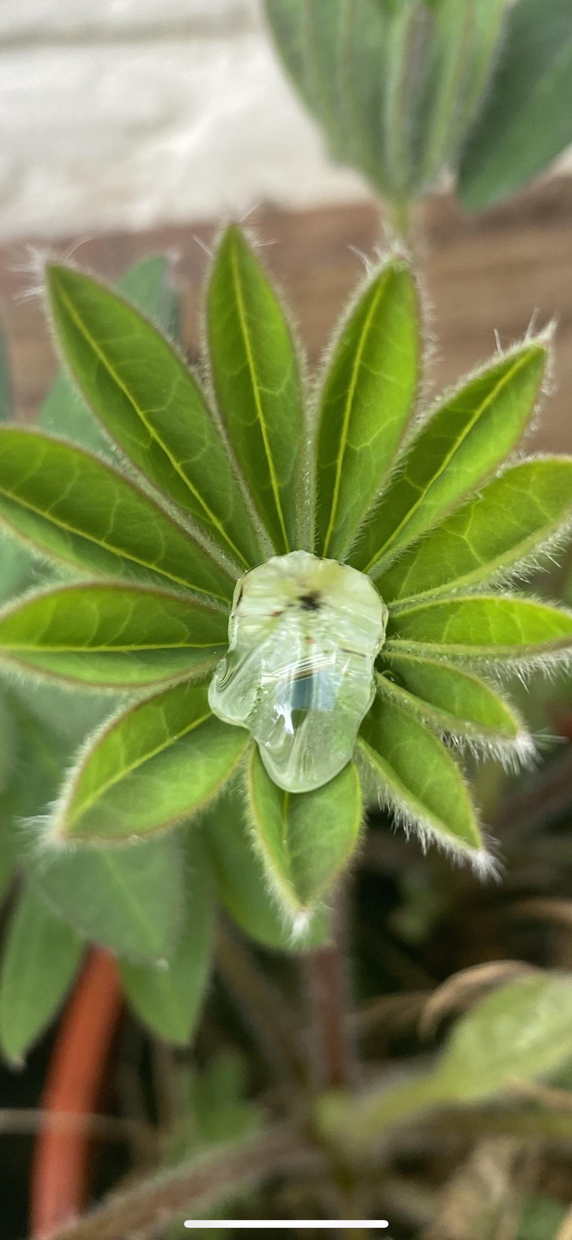 Aqua-phobic leaf makes water look like it’s in Zero gravity | Scrolller