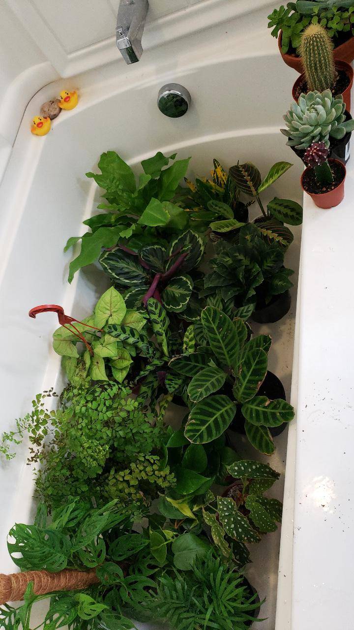 Aquarium Water Change Day also means Plant Watering Day! | Scrolller