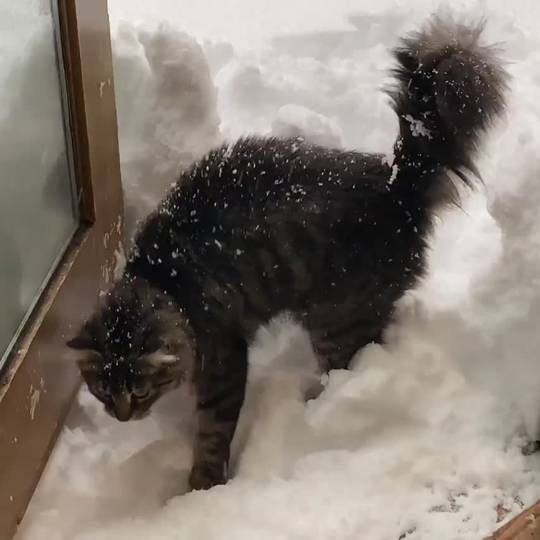 Arctic Floofing [OC] | Scrolller