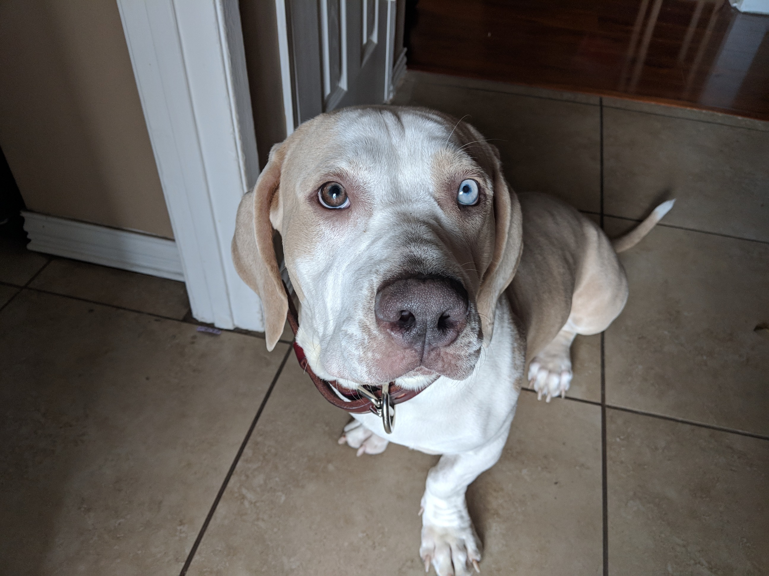Are Bassett mixes welcome? I call him an American Bassett Hound or a Bassett Bull | Scrolller