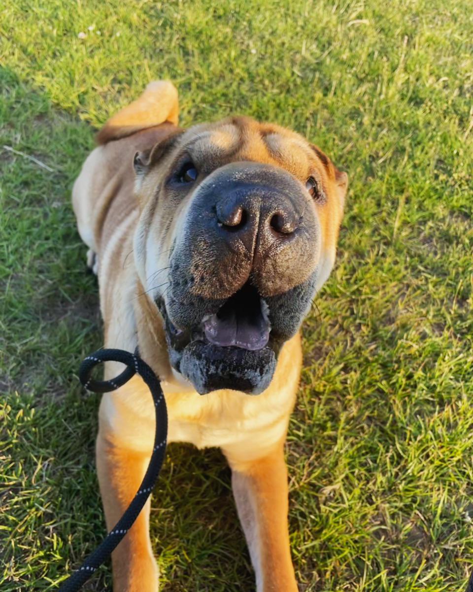 Arlo, he’s such a handsome boy! | Scrolller