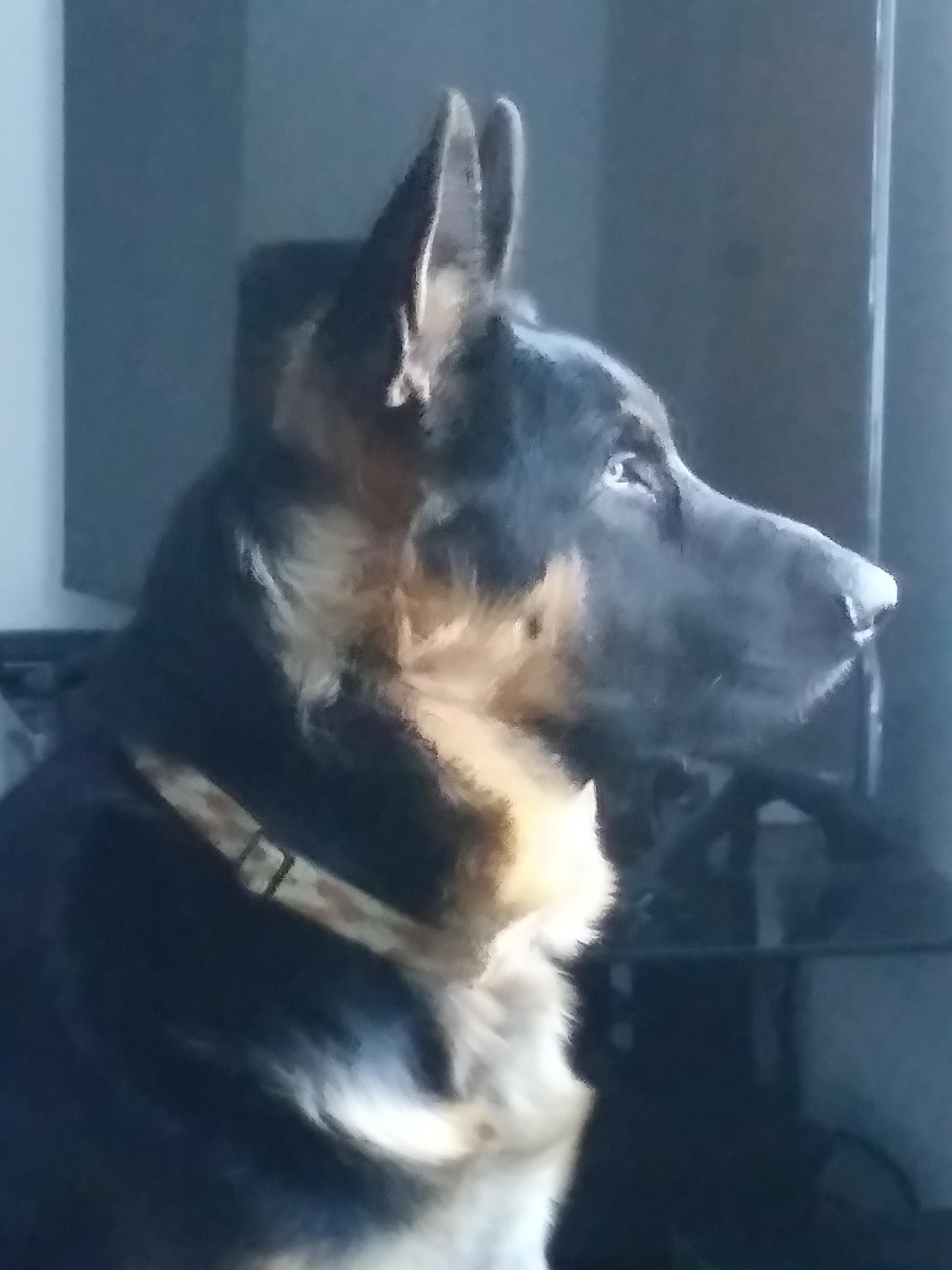 Arlo on guard | Scrolller