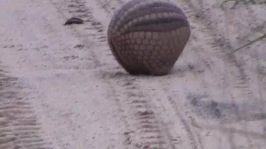 Armadillo: Activate! | Scrolller