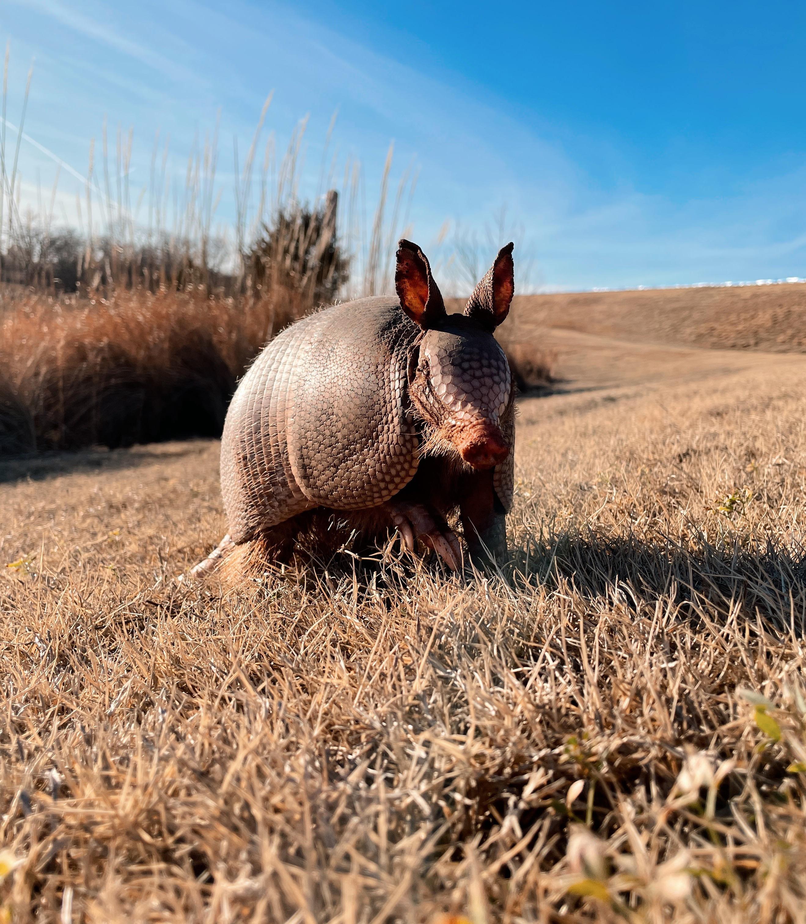 Armadillo [iPhone 12 Pro + VSCO] | Scrolller