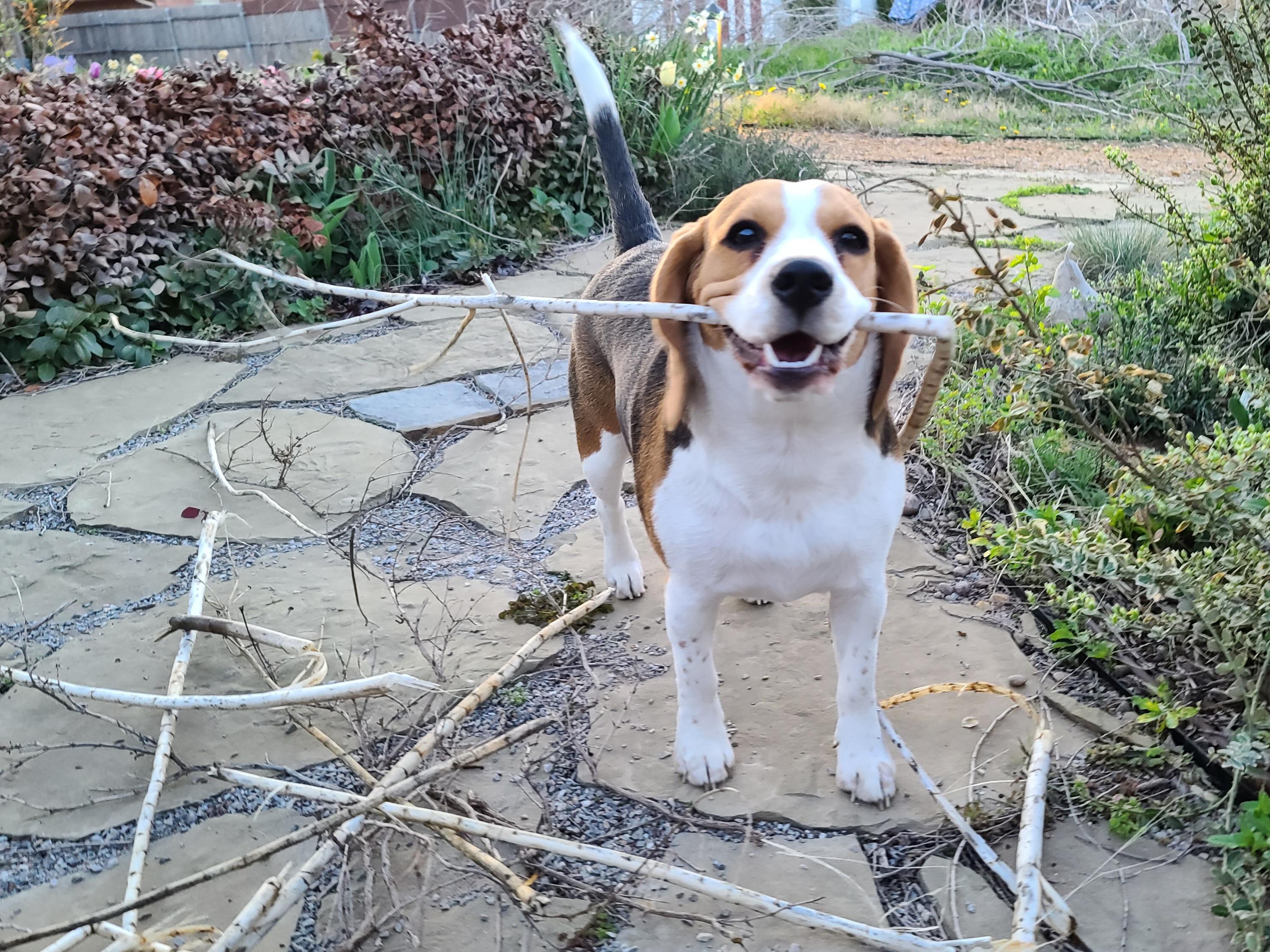 Artemis helping with spring garden cleanup | Scrolller