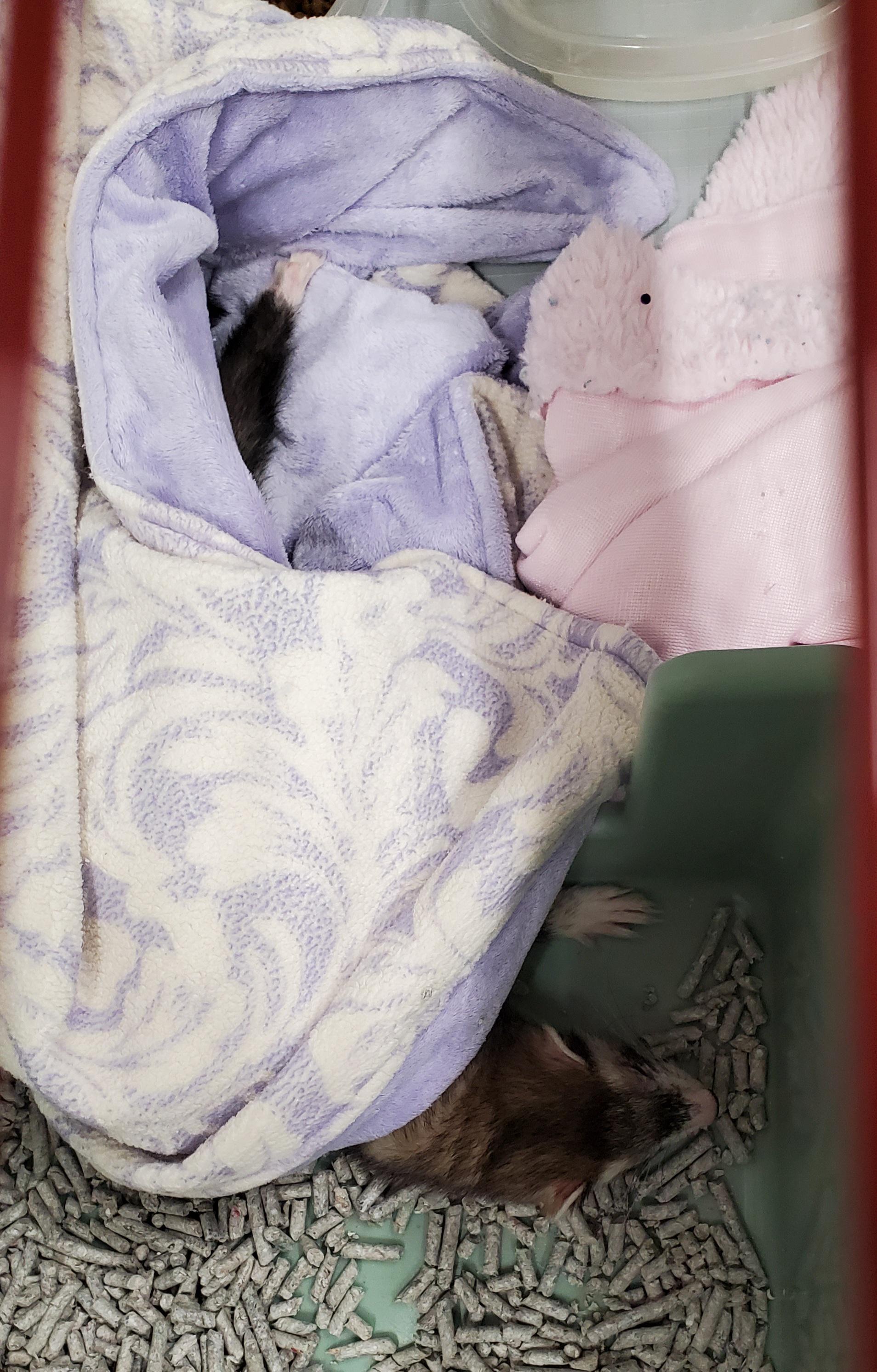 Artemis, *why* are you sleeping with your head in your litter box? That cannot possibly be ...