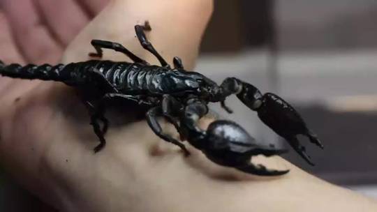 Asian forest scorpion | Scrolller