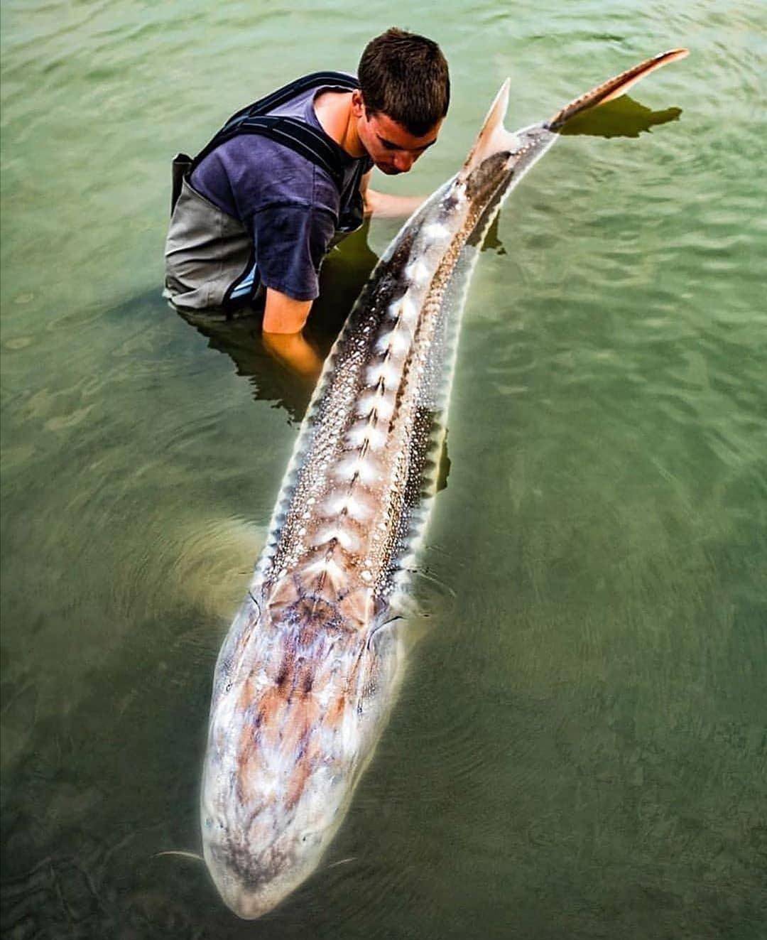 Atlantic sturgeon | Scrolller