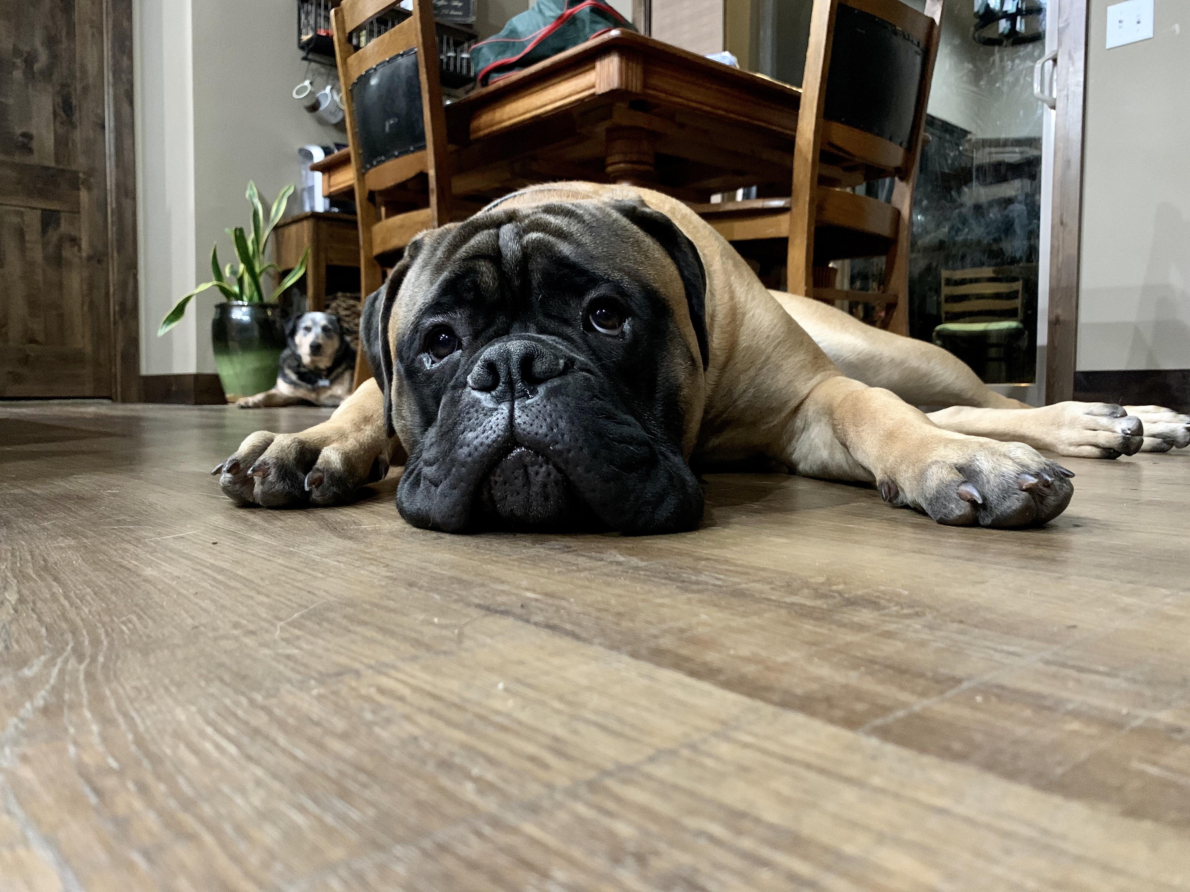 Augustus. Sleepy pup. | Scrolller