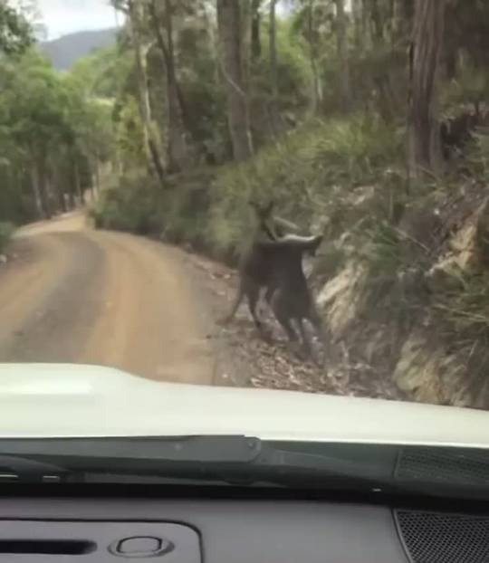 Australian Wallabies fight on the road | Scrolller