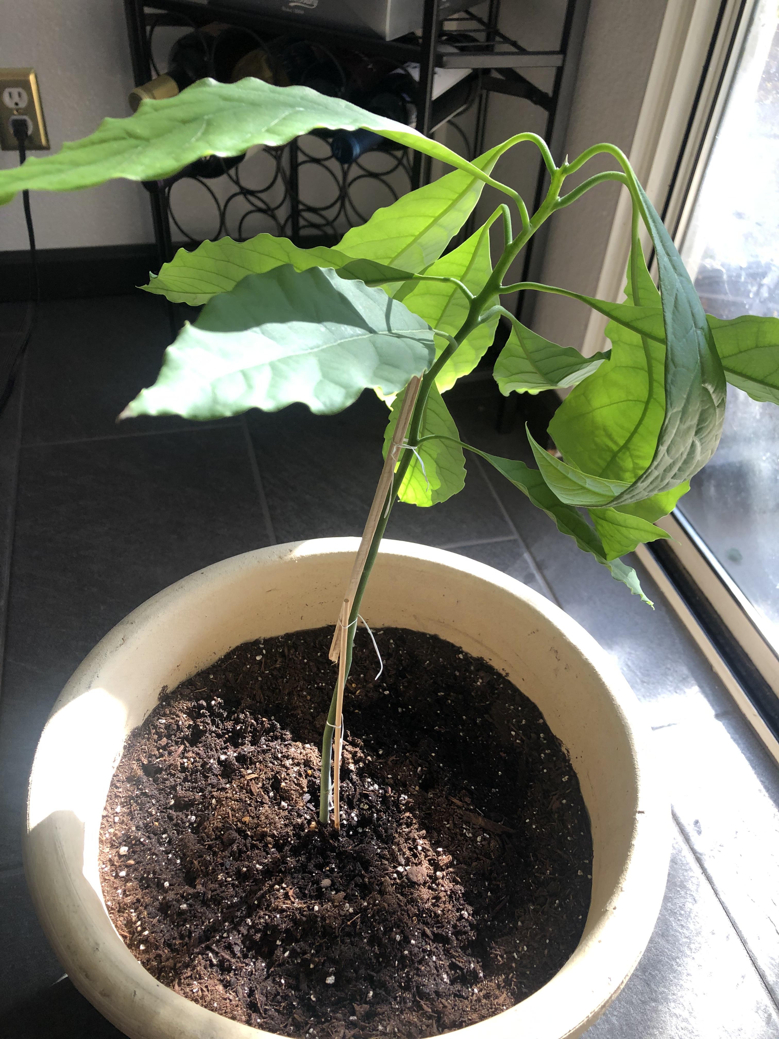 Avocado Tree - Leaves Curling | Scrolller